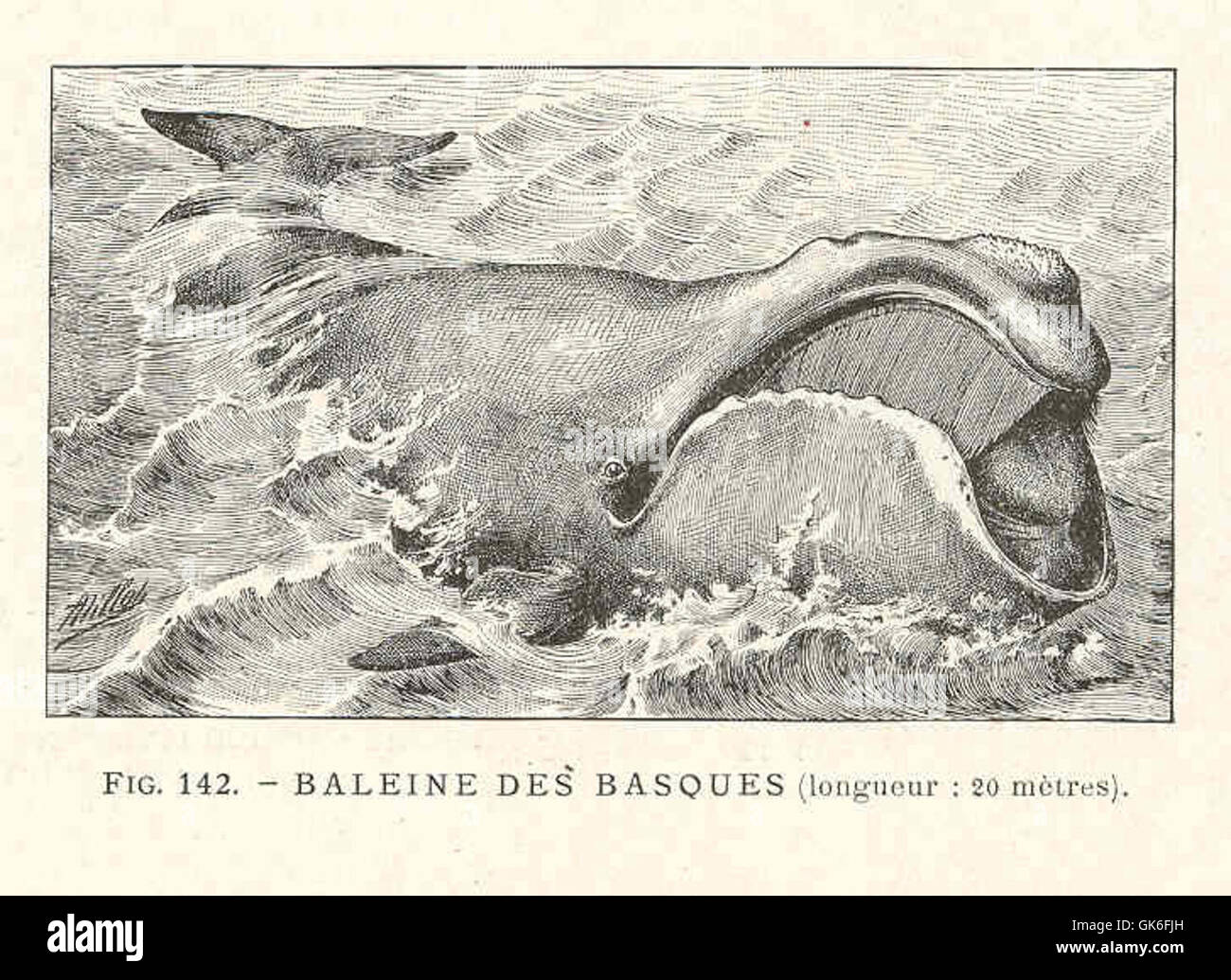 36975 Baleine des Basques (longeur - 20 metres Stock Photo - Alamy