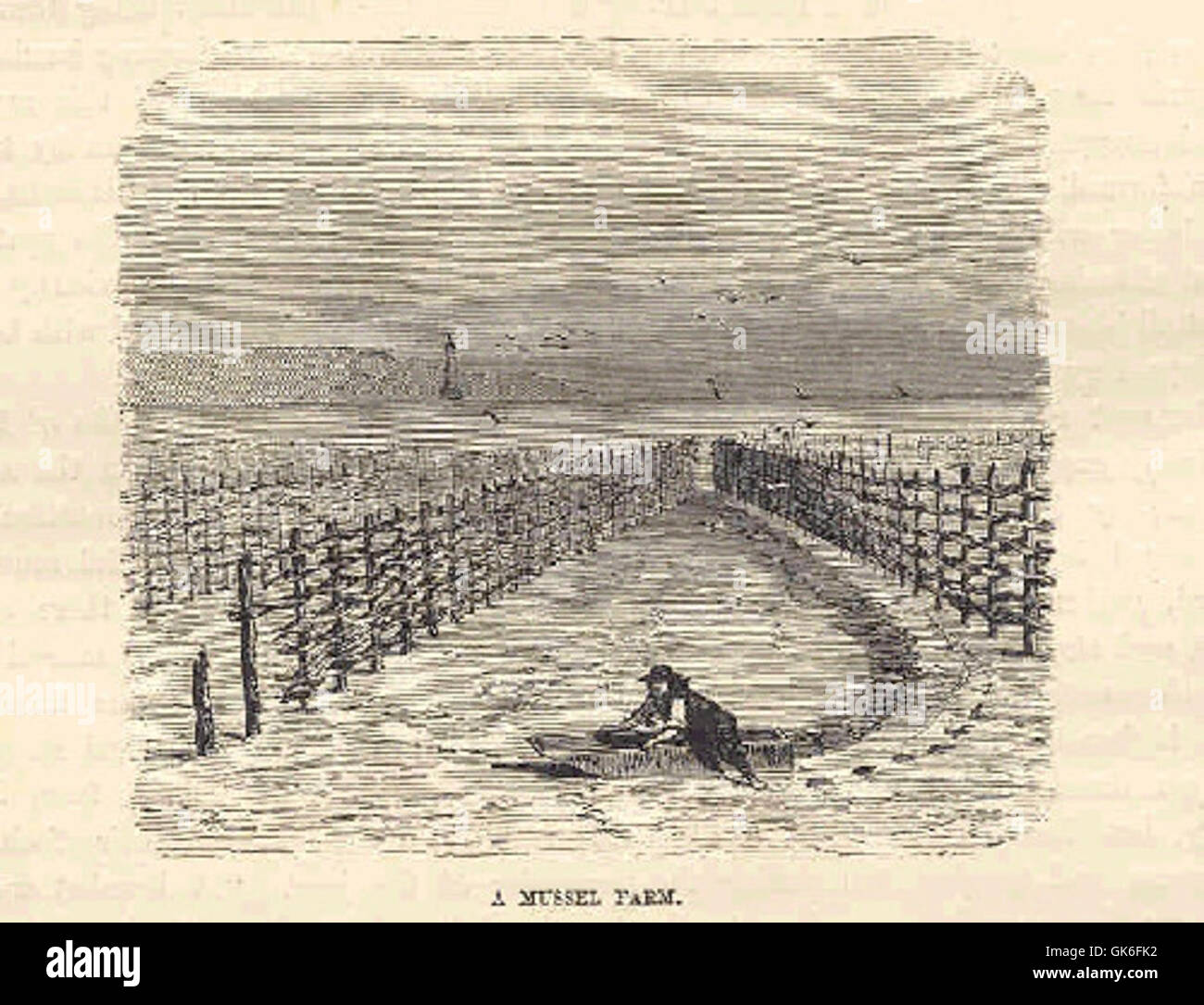 A mussel farm is an aquaculture operation that specializes in the ...