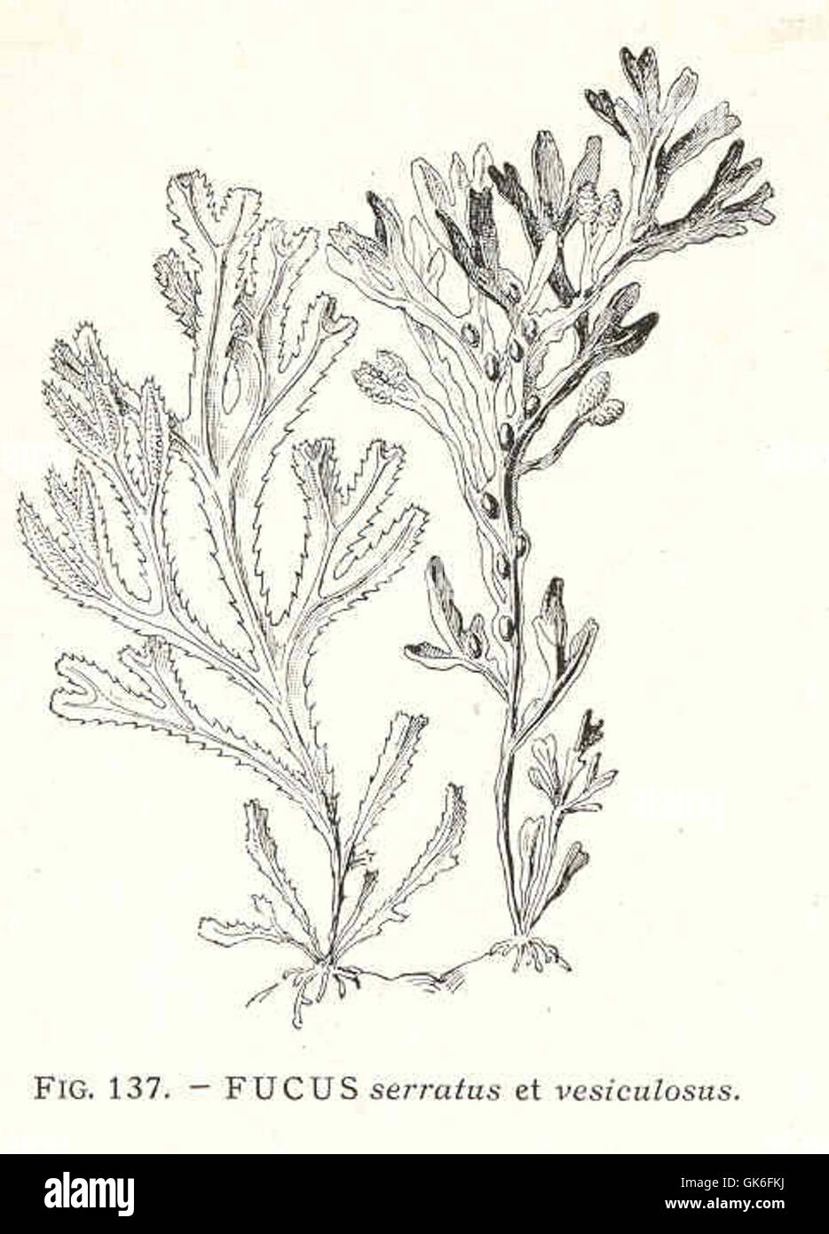 37004 Fucus serratus et vesiculosus Stock Photo - Alamy