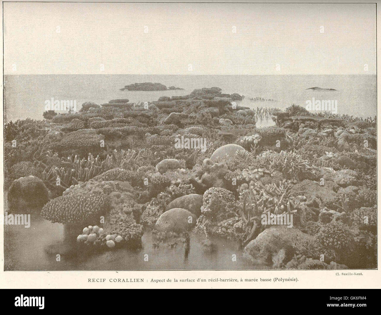 This image shows the surface of a coral reef at low tide in Polynesia ...