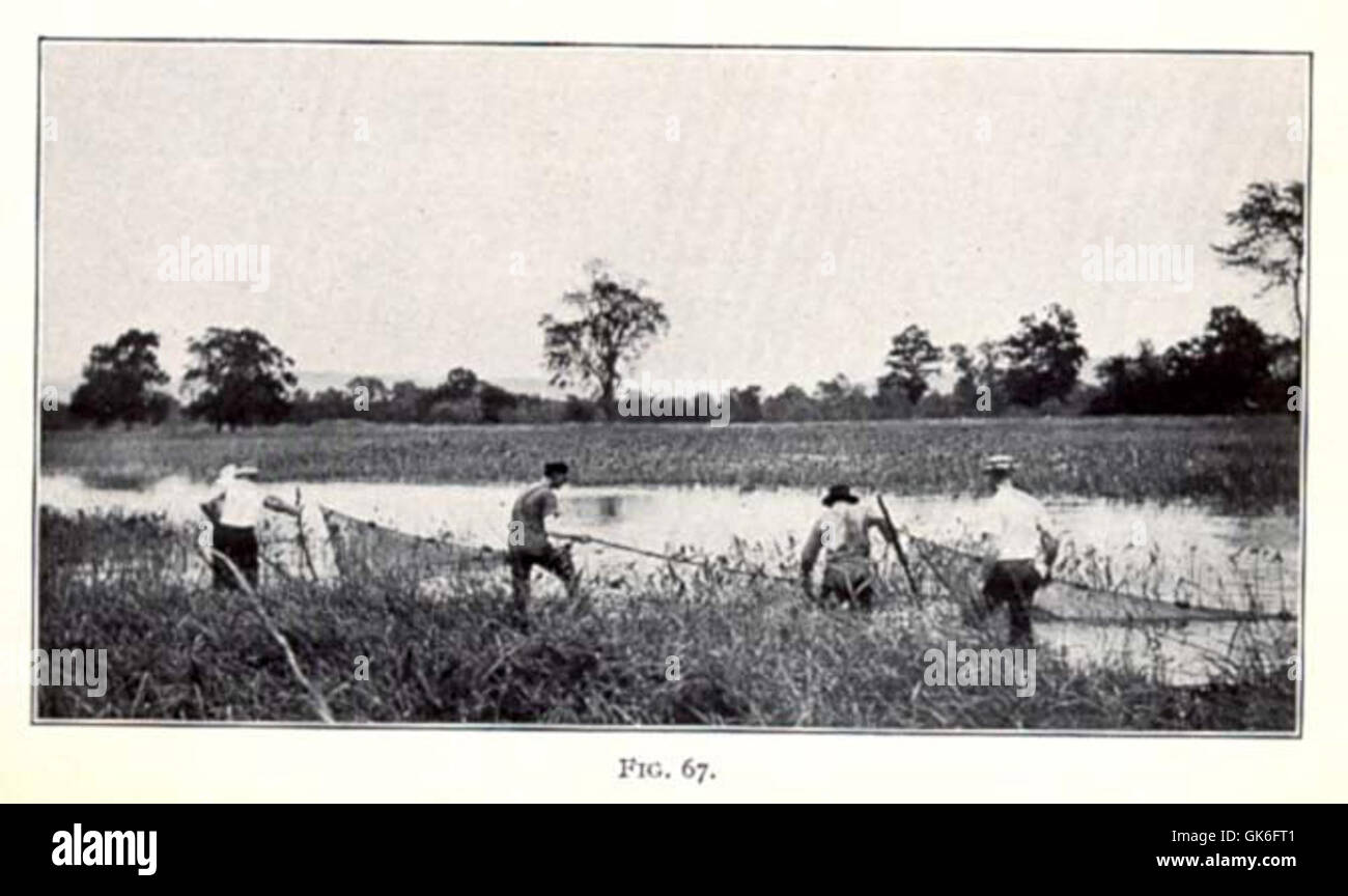 This image depicts the use of seine nets to catch young black bass near ...