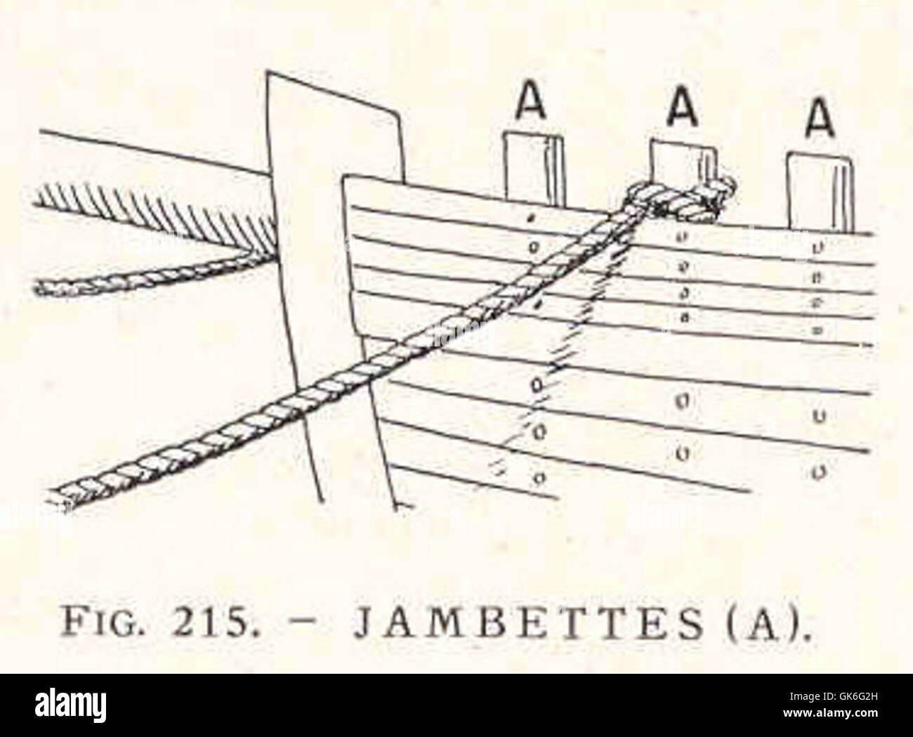Various bivalve species hi-res stock photography and images - Alamy