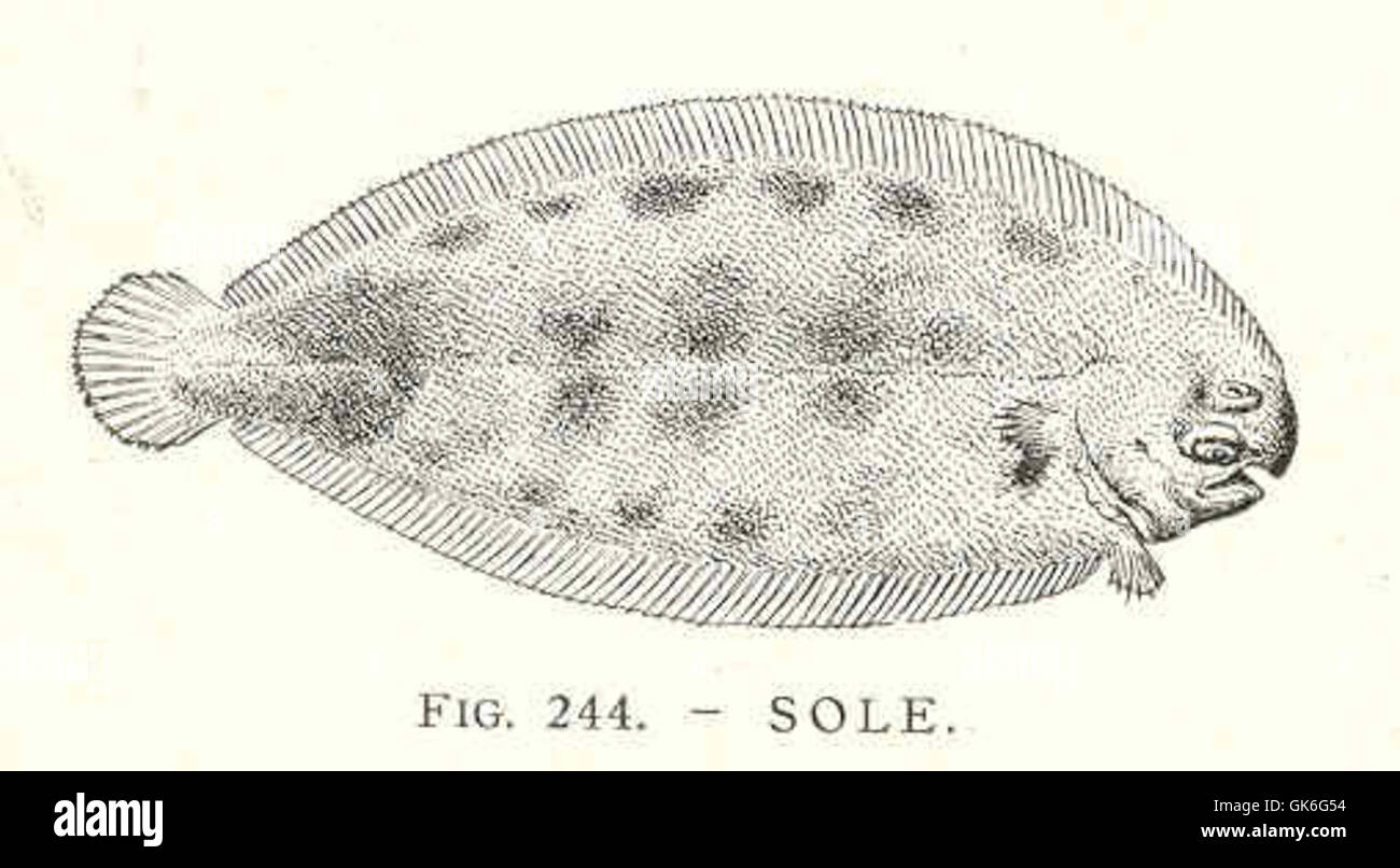 Sole is a species of flatfish found in both temperate and tropical seas ...