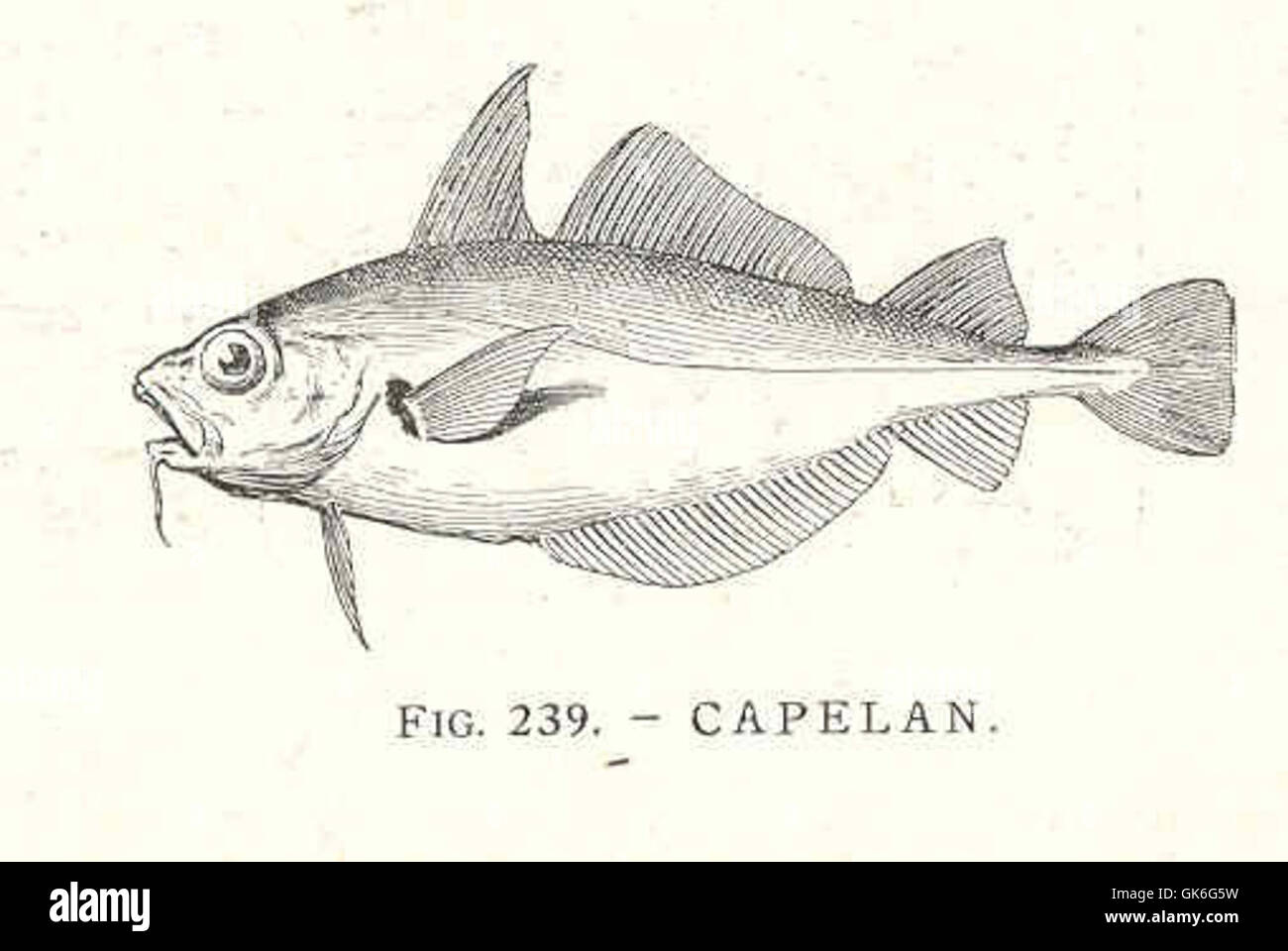 Capelan hi-res stock photography and images - Alamy