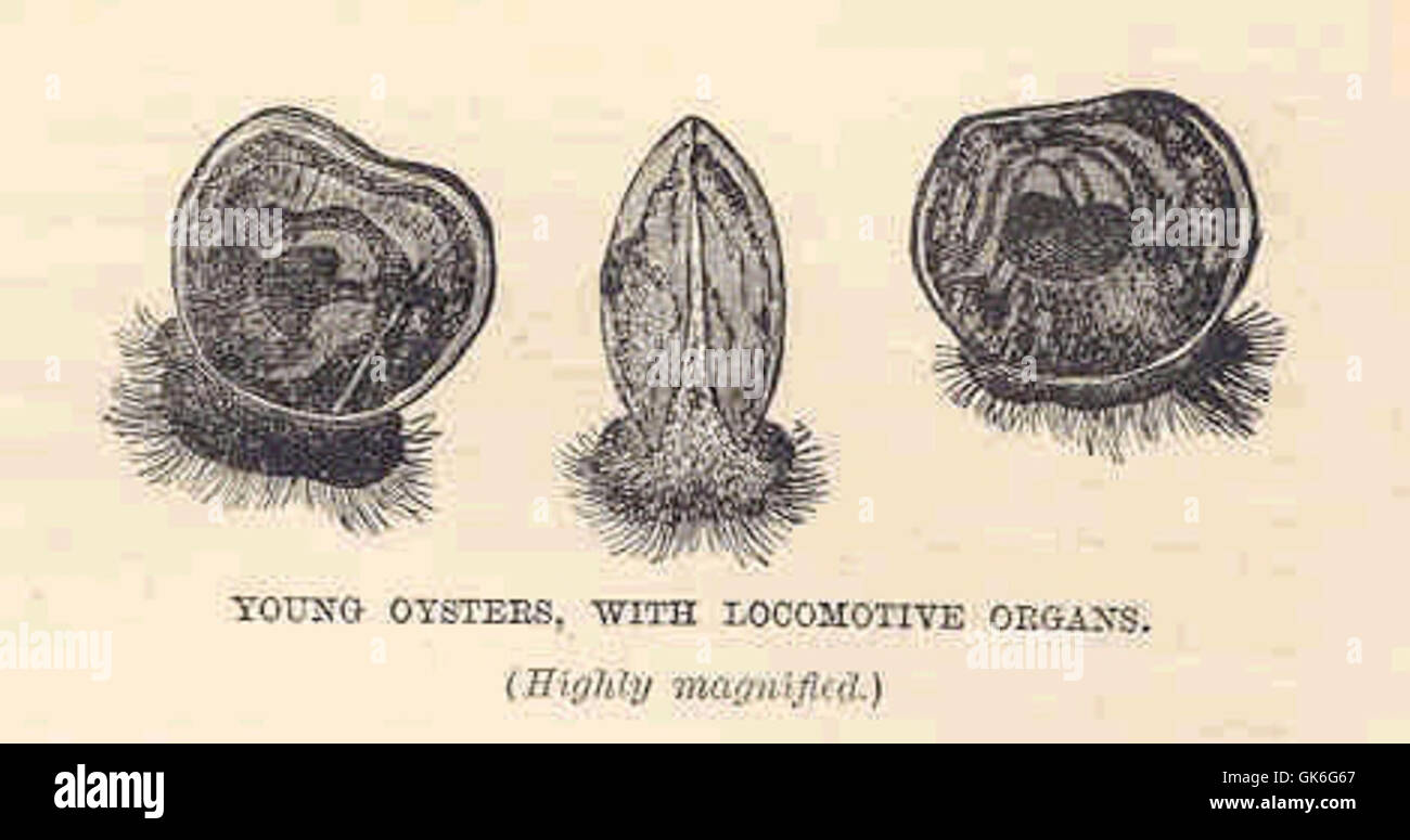 Young oysters, showcasing their locomotive organs, which are used for ...