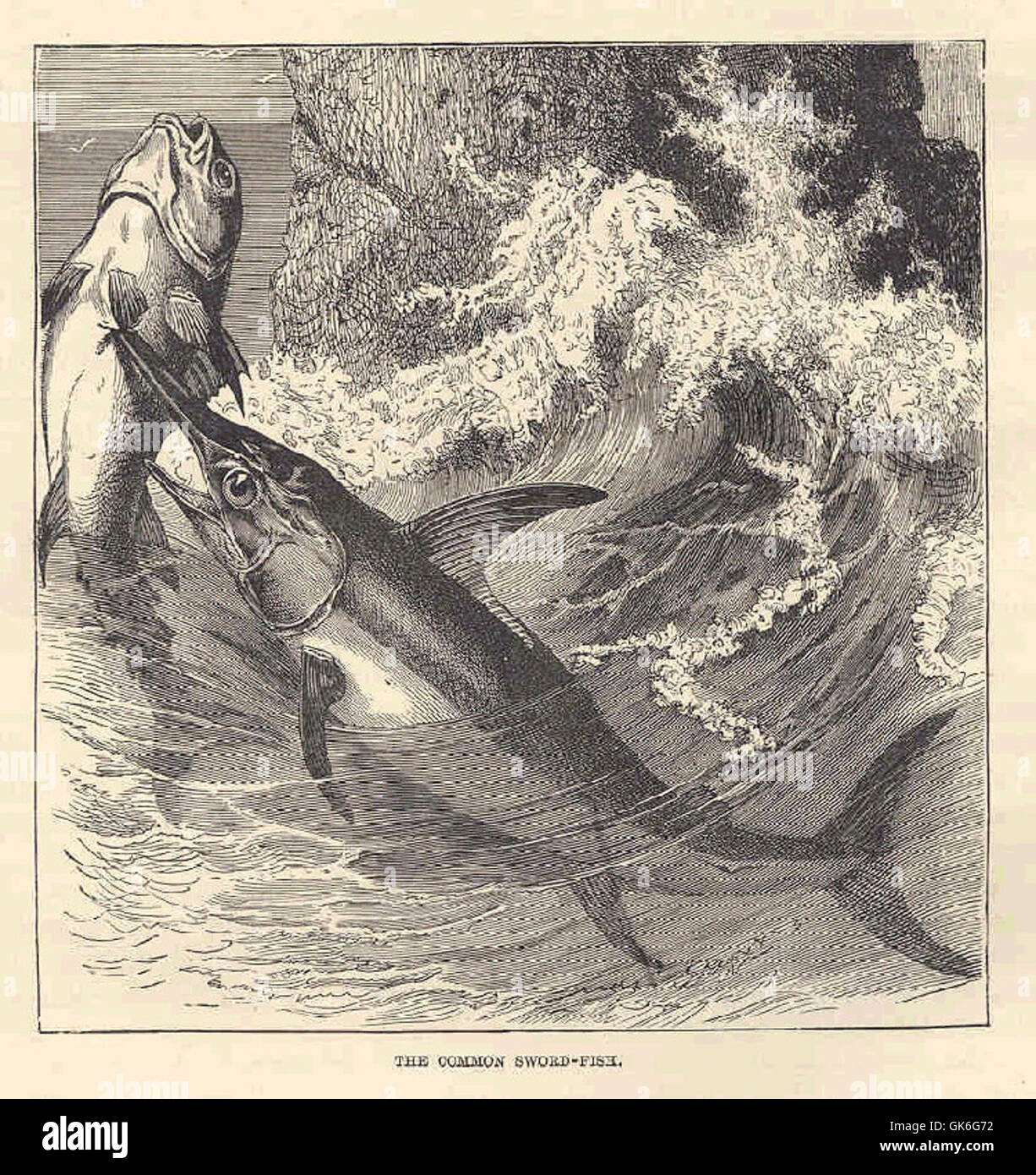 Common sword fish hi-res stock photography and images - Alamy