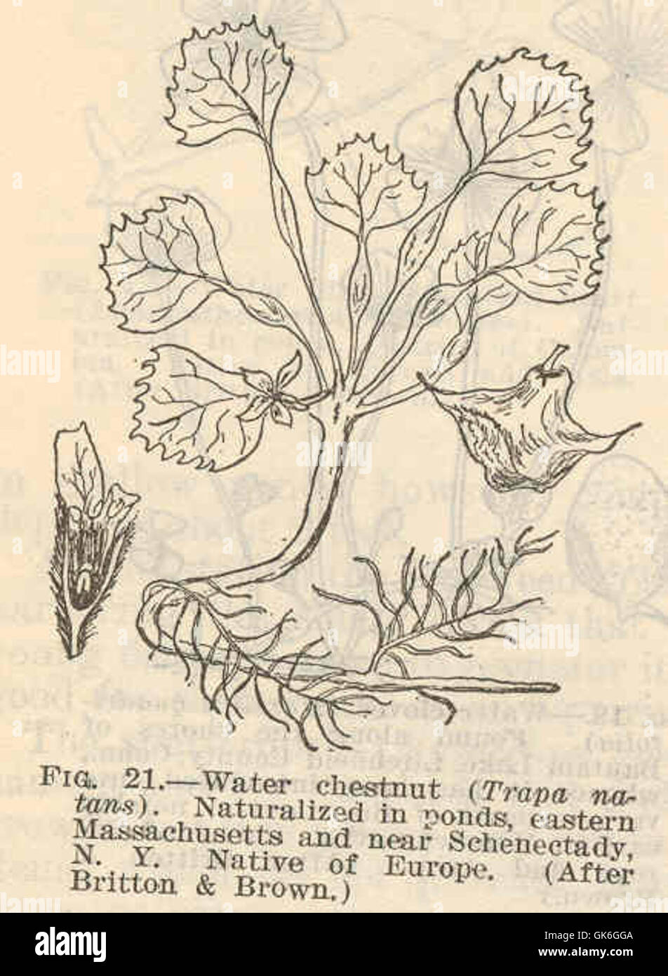 Water chestnut (Trapa natans) is an aquatic plant known for its ...