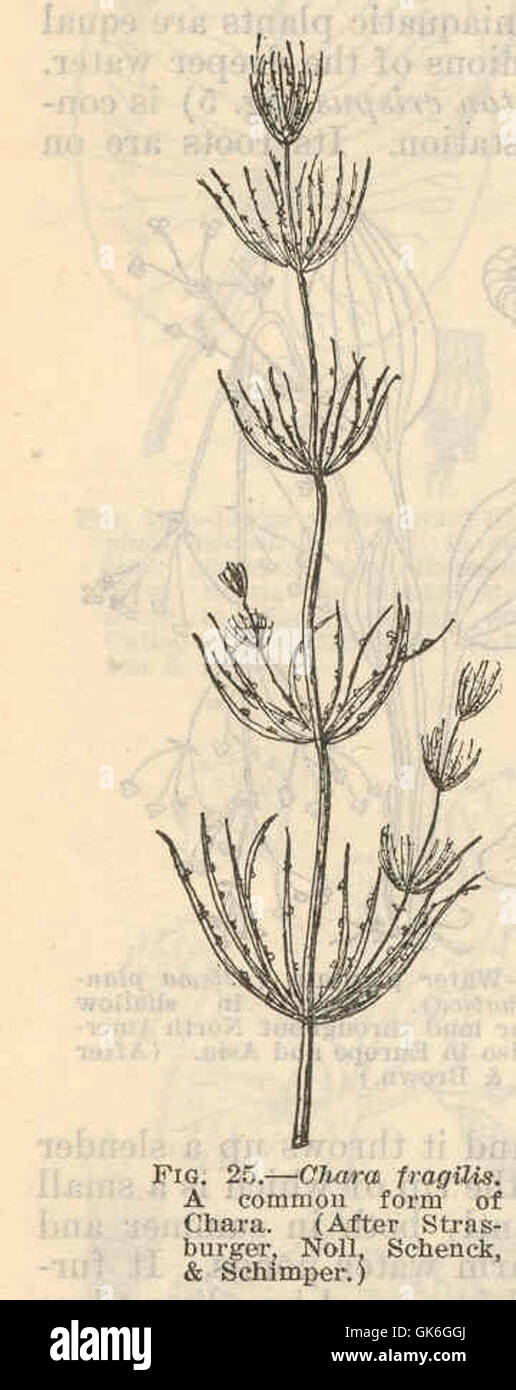 Morphology of chara hi-res stock photography and images - Alamy