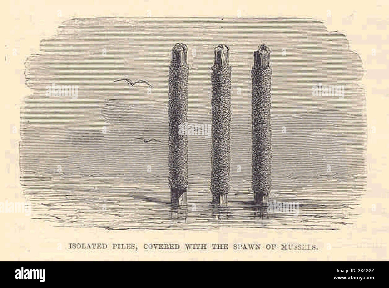 Isolated piles, covered with mussel spawn, are a common sight in ...