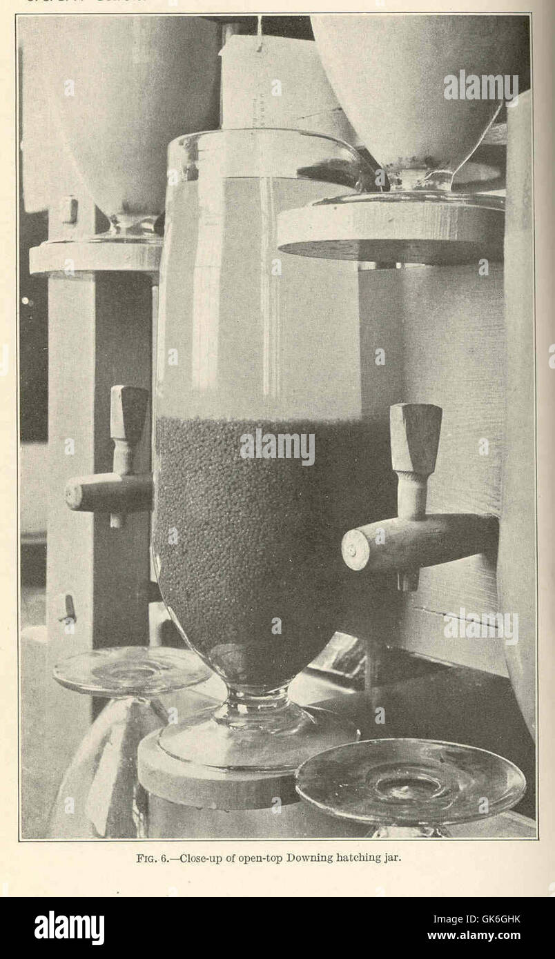 A close-up of an open-top Downing hatching jar, used in laboratory ...