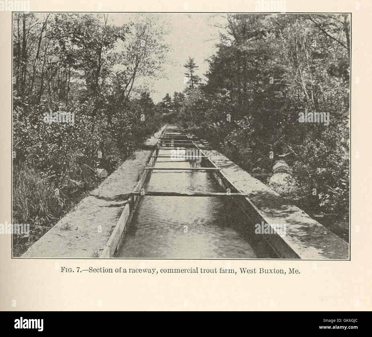 This image shows a section of a raceway at a commercial trout farm in ...