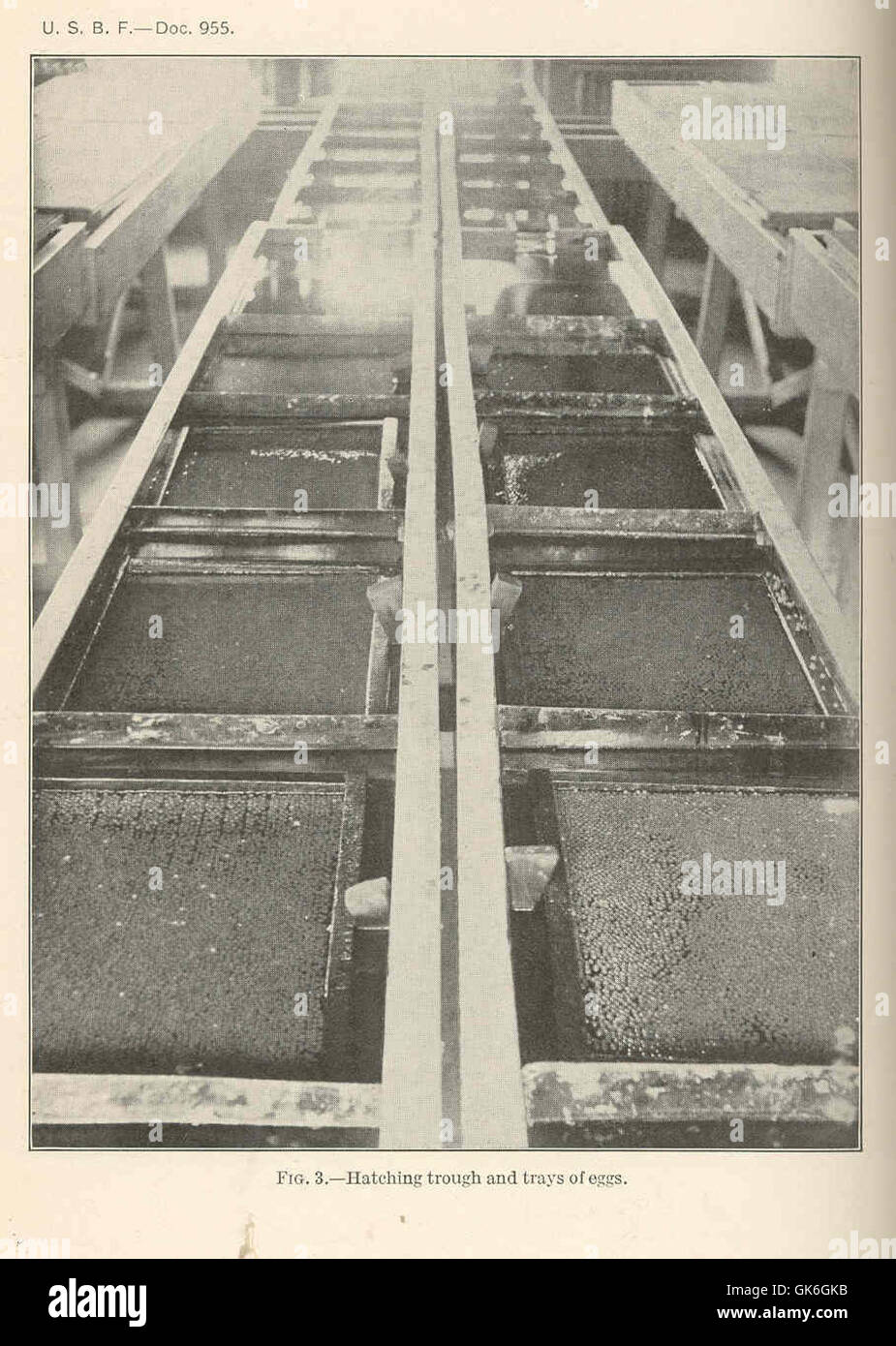 37653 Hatching trough and trays of eggs Stock Photo - Alamy