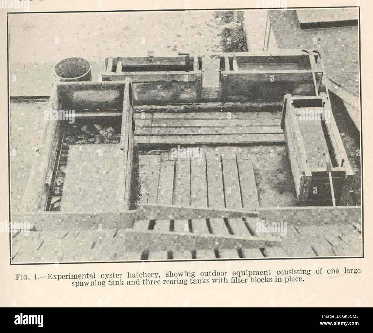 An experimental oyster hatchery setup is depicted, featuring outdoor ...