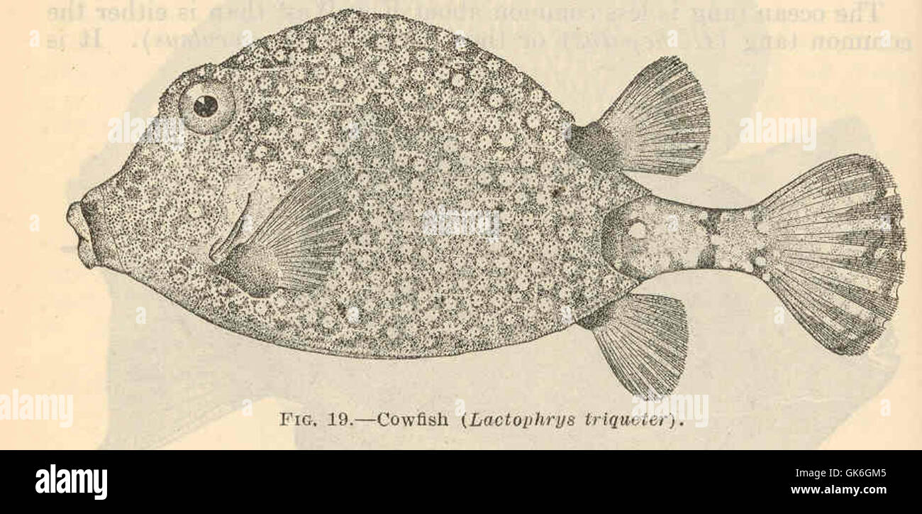 This image showcases the Cowfish (Lactophrys triqueter), a species of ...