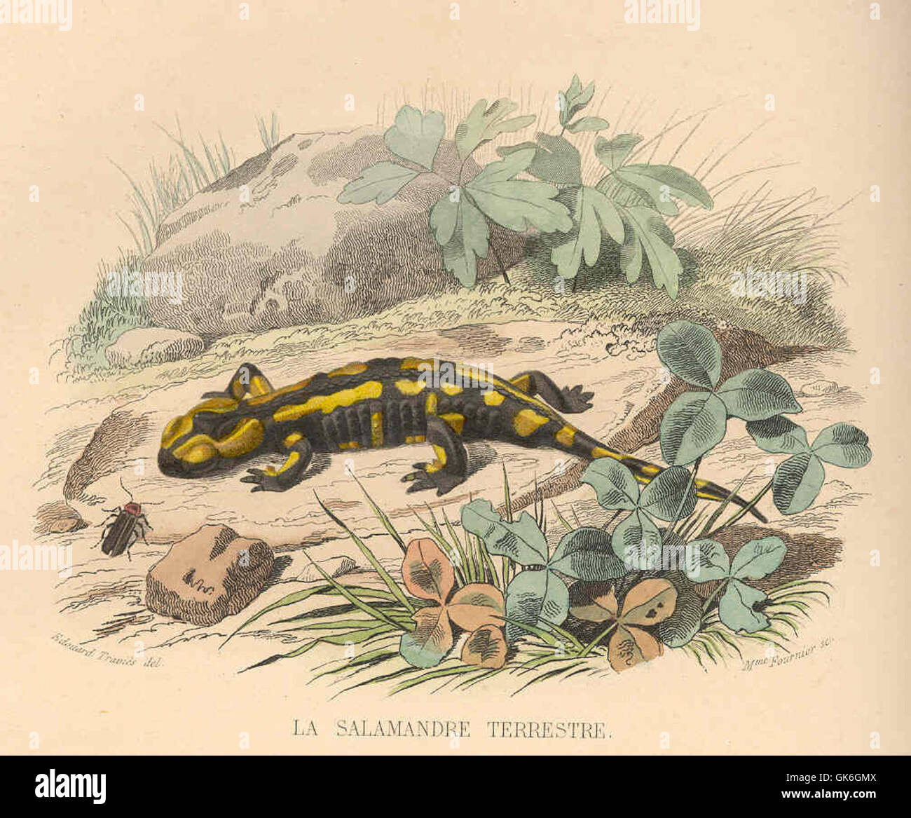Terrestrial salamander hi-res stock photography and images - Alamy