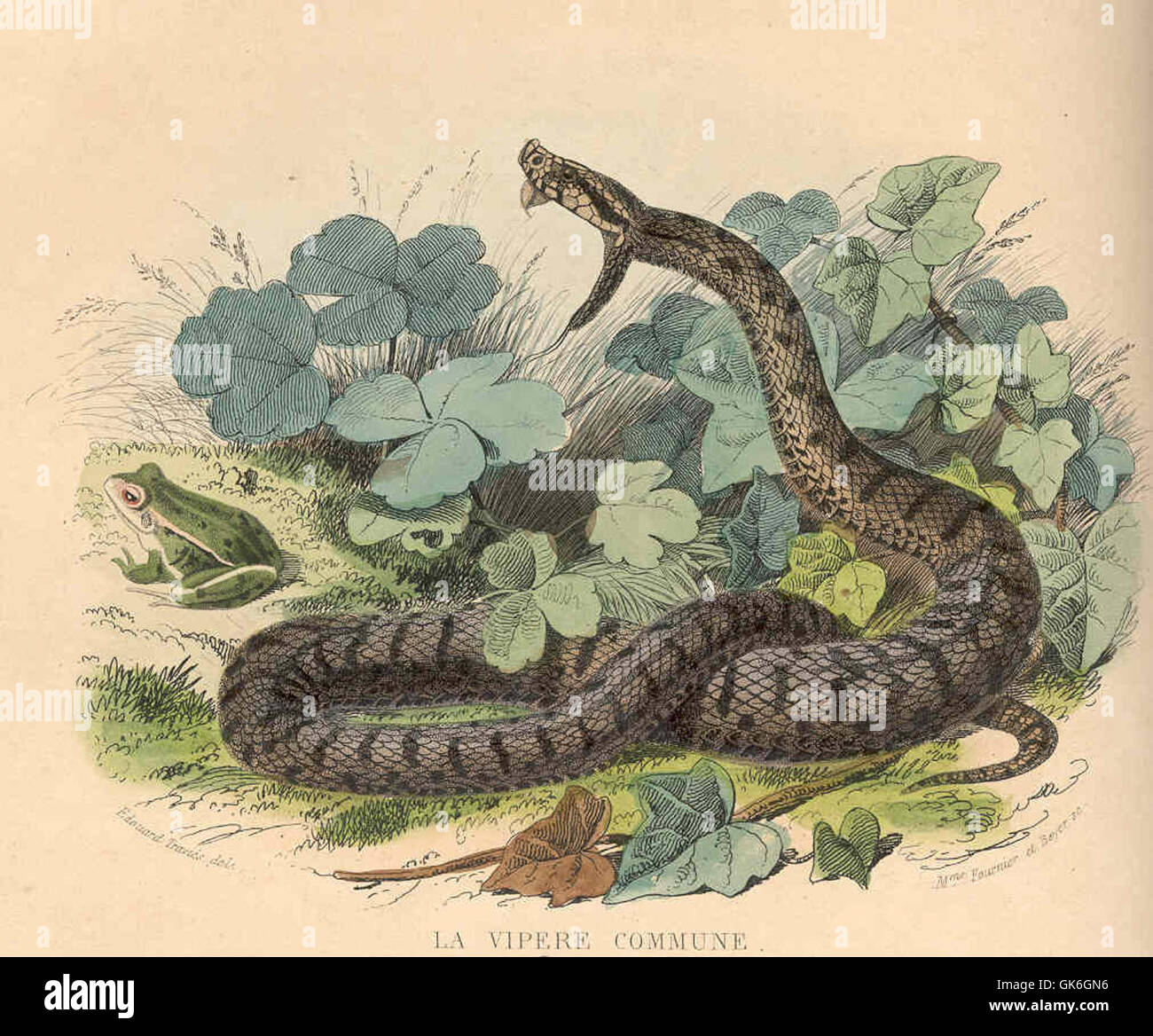 The image shows a common viper (Vipera berus), a venomous snake native ...