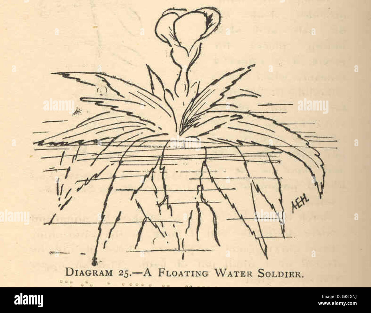 Floating water soldier hi-res stock photography and images - Alamy