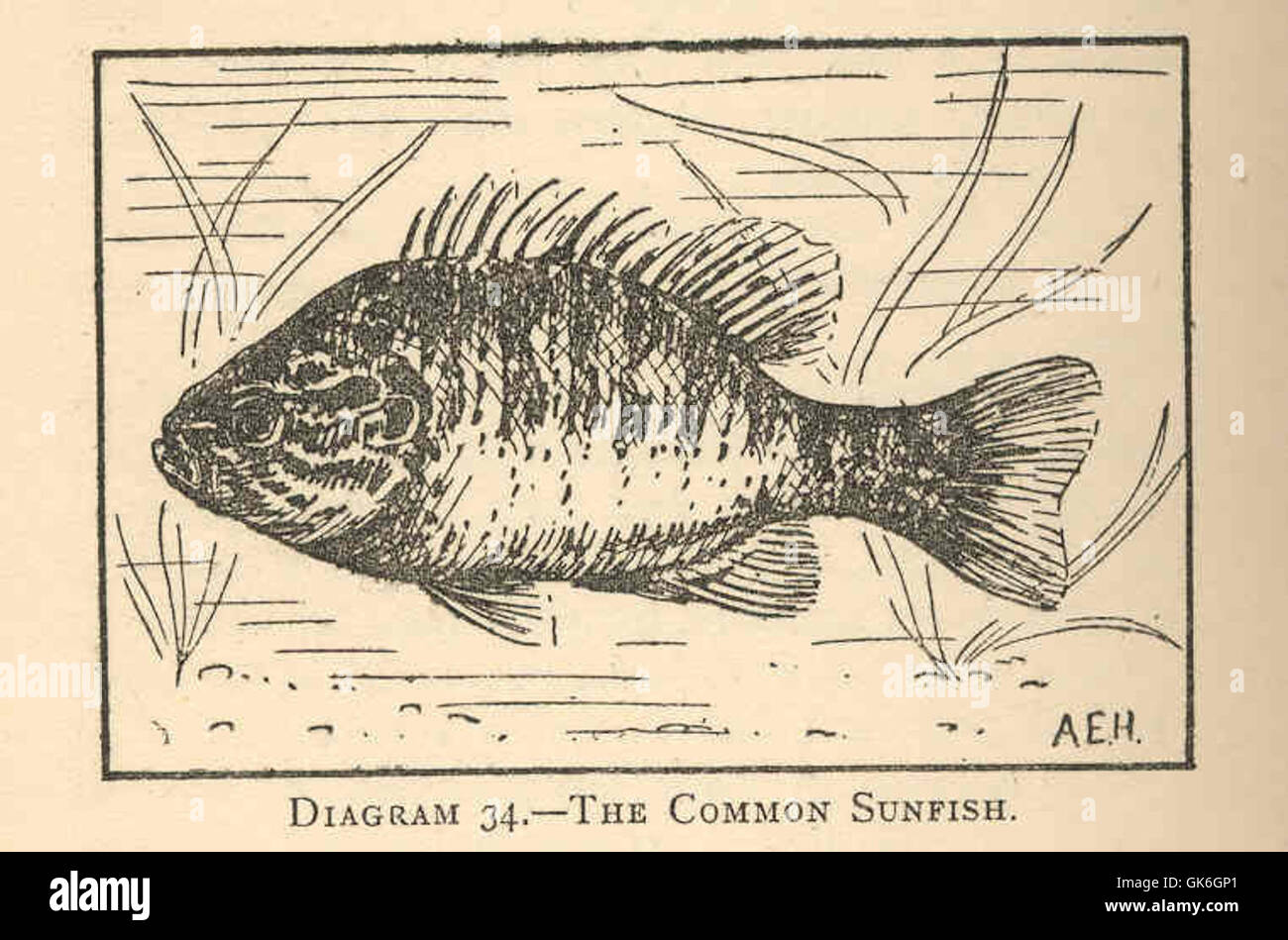 Common sunfish lepomis gibbosus hi-res stock photography and images - Alamy