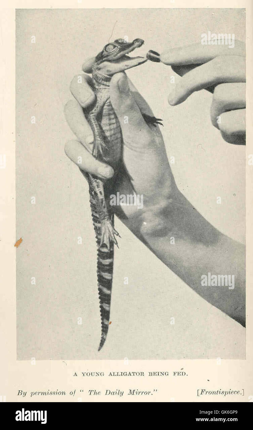 A young alligator (ID 37723) being fed, showing its predatory behavior ...