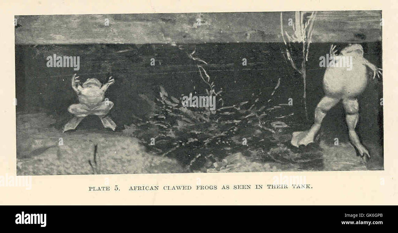 African clawed frogs, displayed in their tank, are freshwater ...