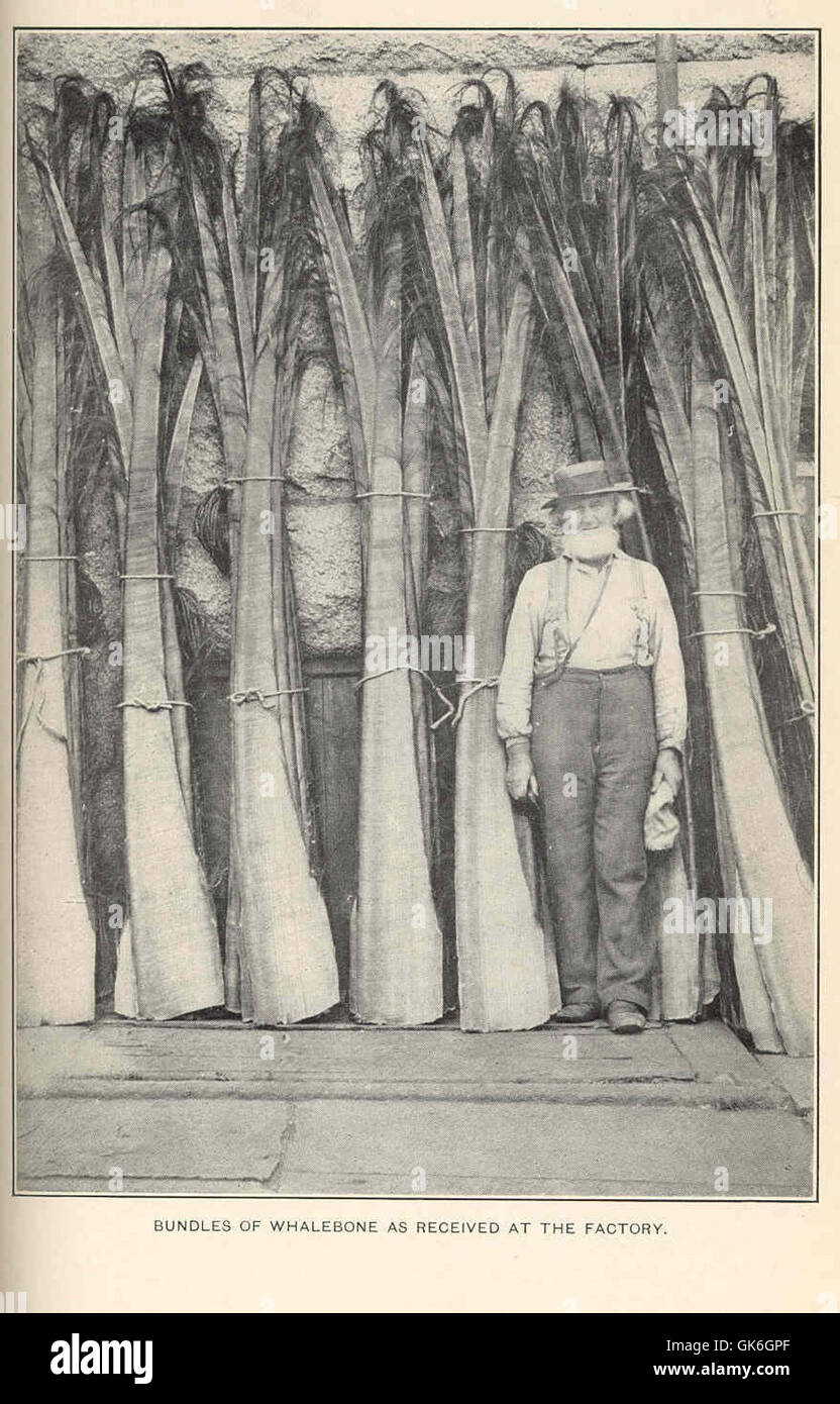 This image shows bundles of whalebone received at a factory. Whalebone ...