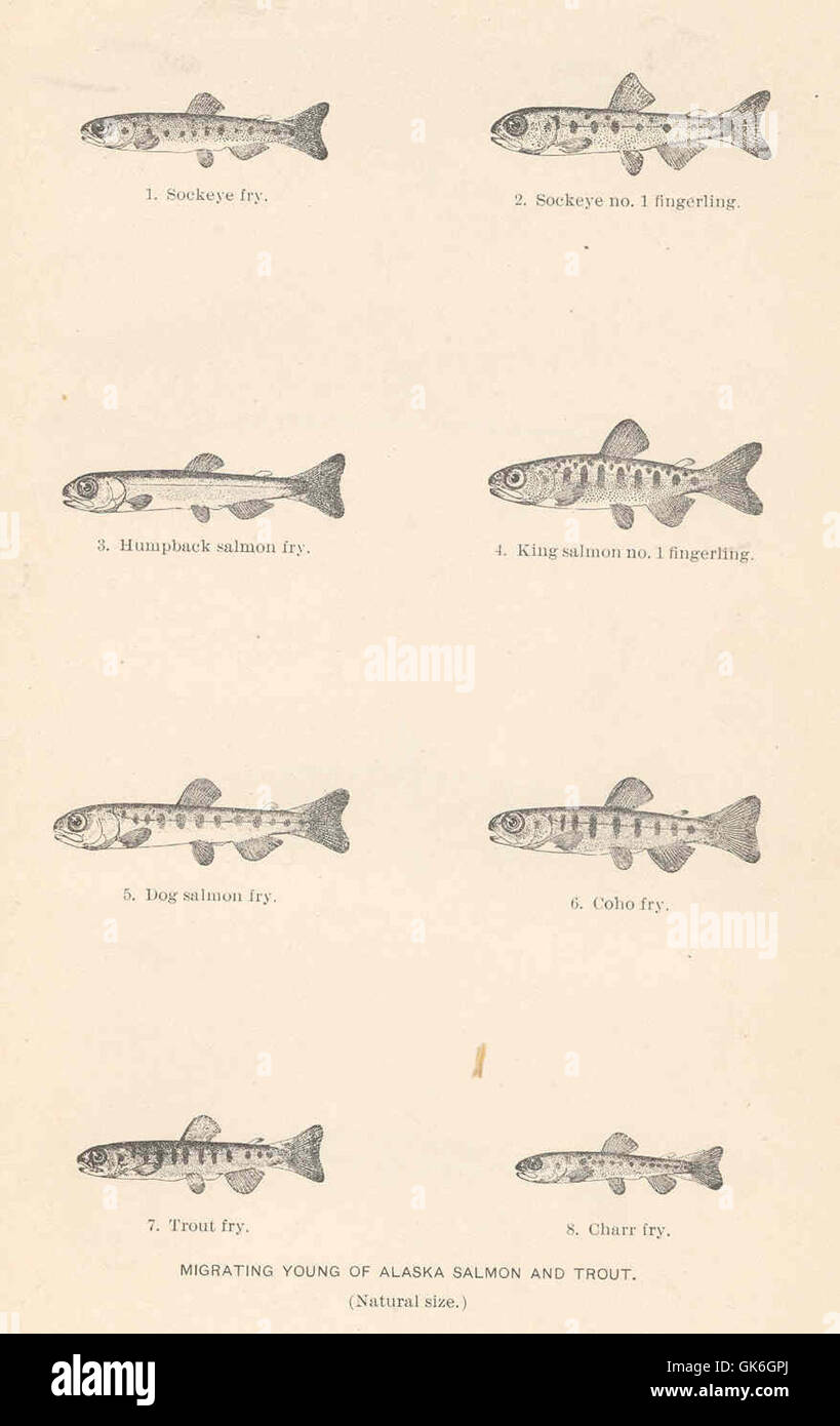 The migrating young of Alaska salmon and trout, crucial stages in the ...