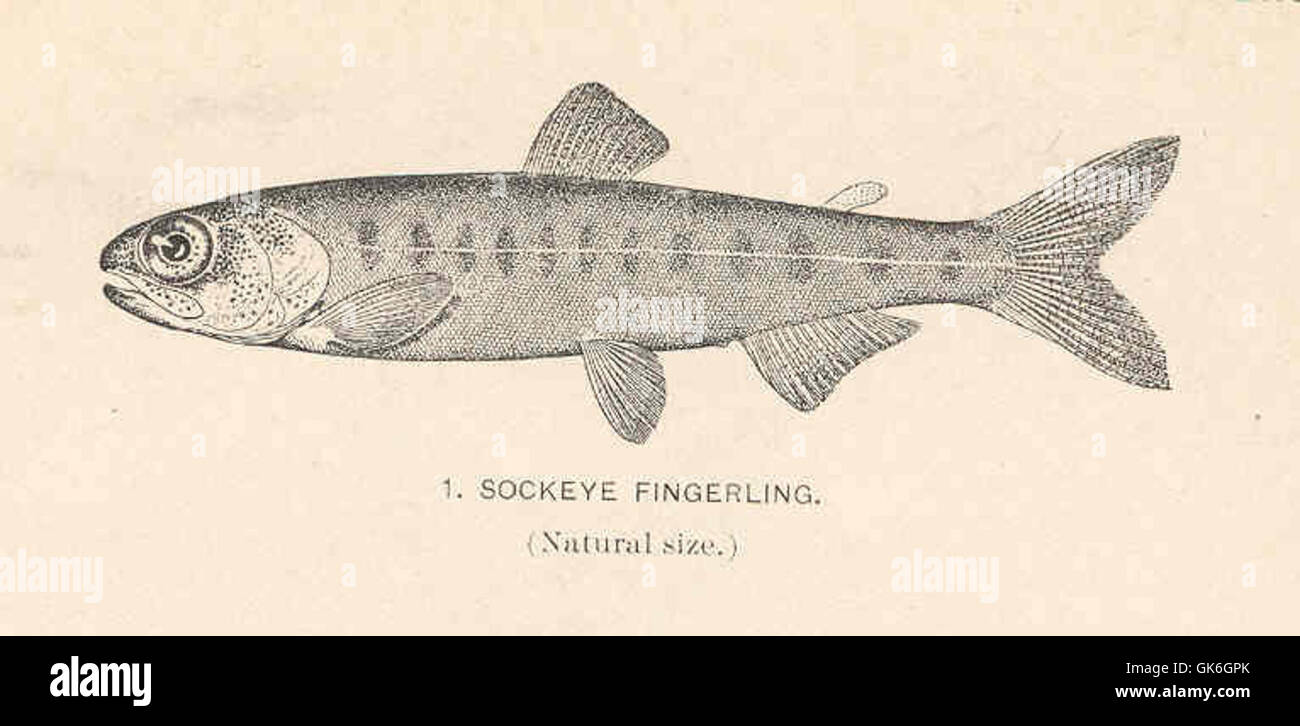 Sockeye fingerling, a juvenile sockeye salmon, shown here during its ...