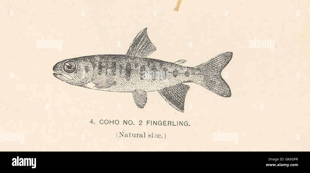 Coho salmon life cycle hi-res stock photography and images - Alamy