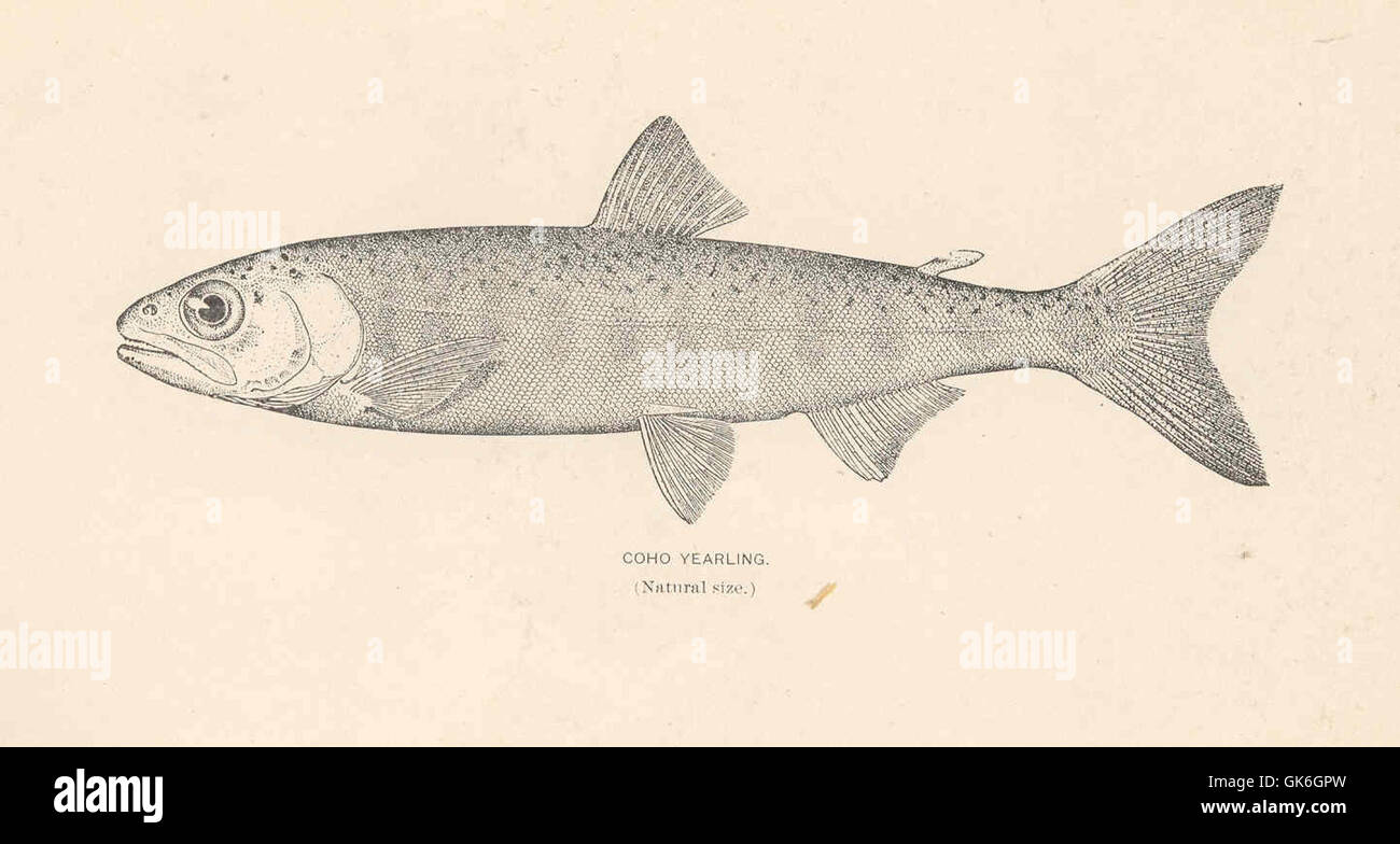 Coho salmon life cycle hi-res stock photography and images - Alamy