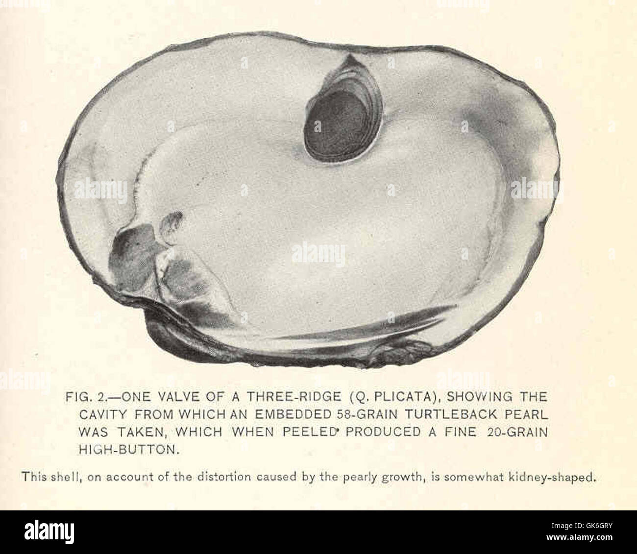 This image illustrates one valve of a three-ridge mussel (Amblema ...