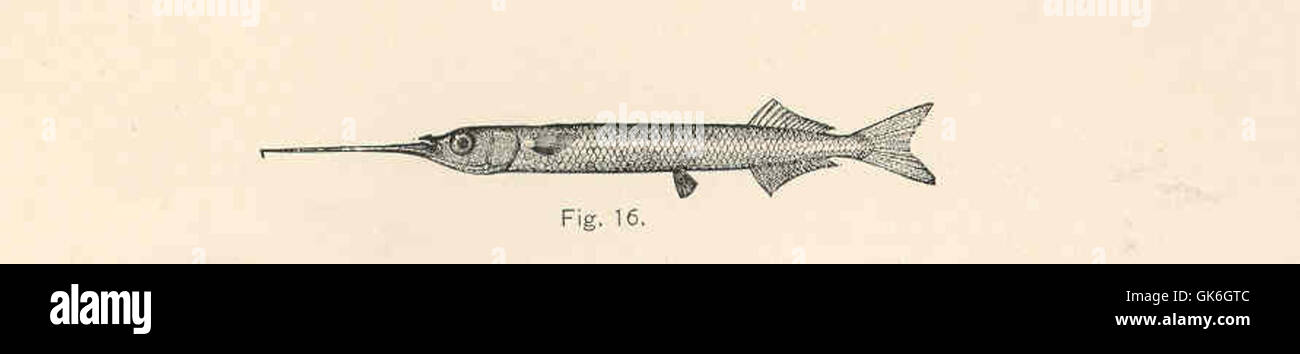 Hemirhamphus roberti, also known as the Australian Halfbeak, is a ...