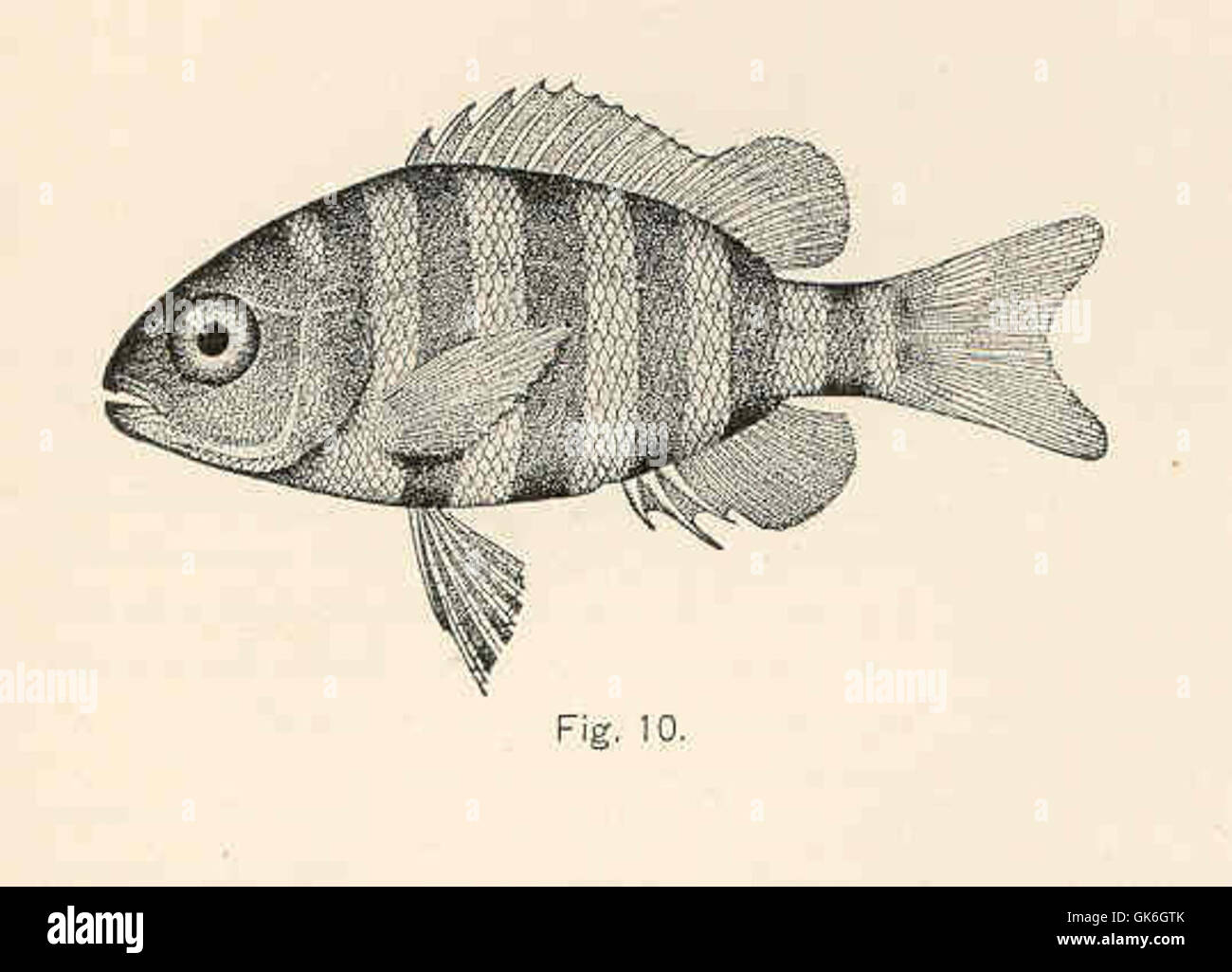 Sheepshead teeth hi-res stock photography and images - Alamy