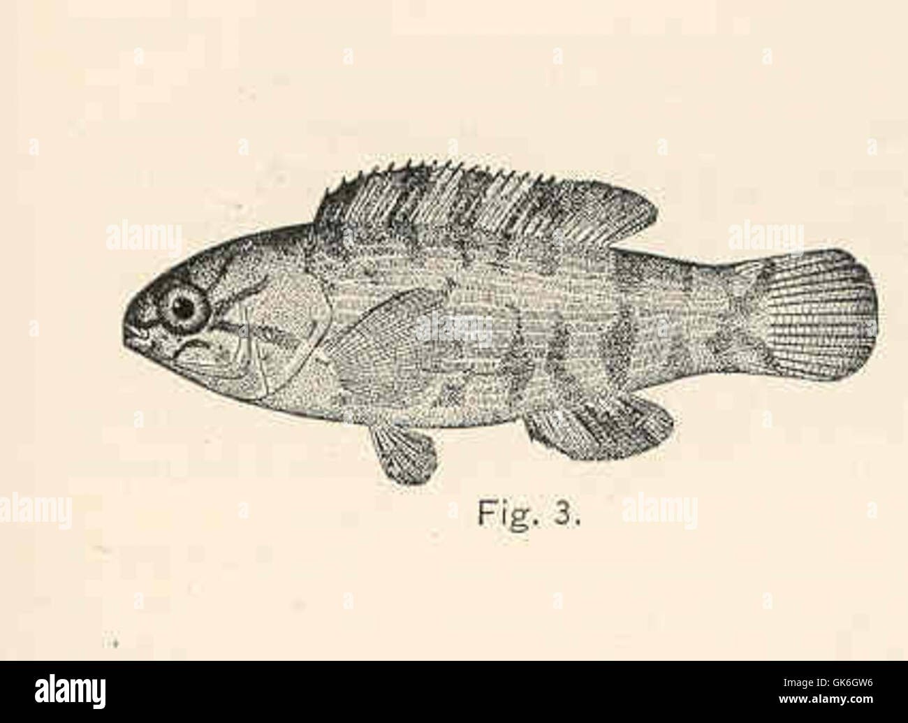 Blackfish tautog fish hi-res stock photography and images - Alamy