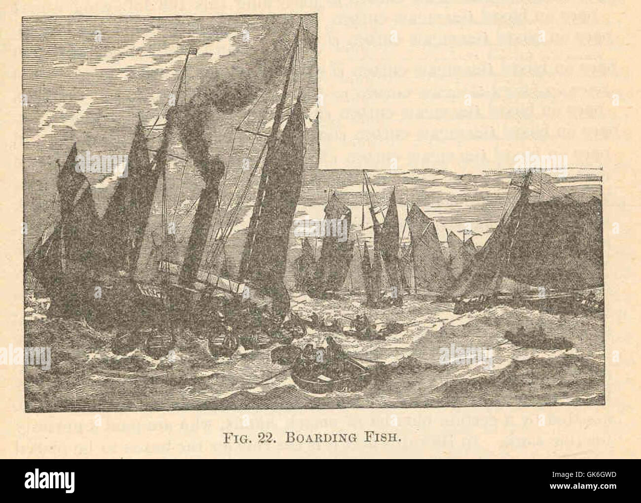 37798 Boarding Fish Stock Photo - Alamy