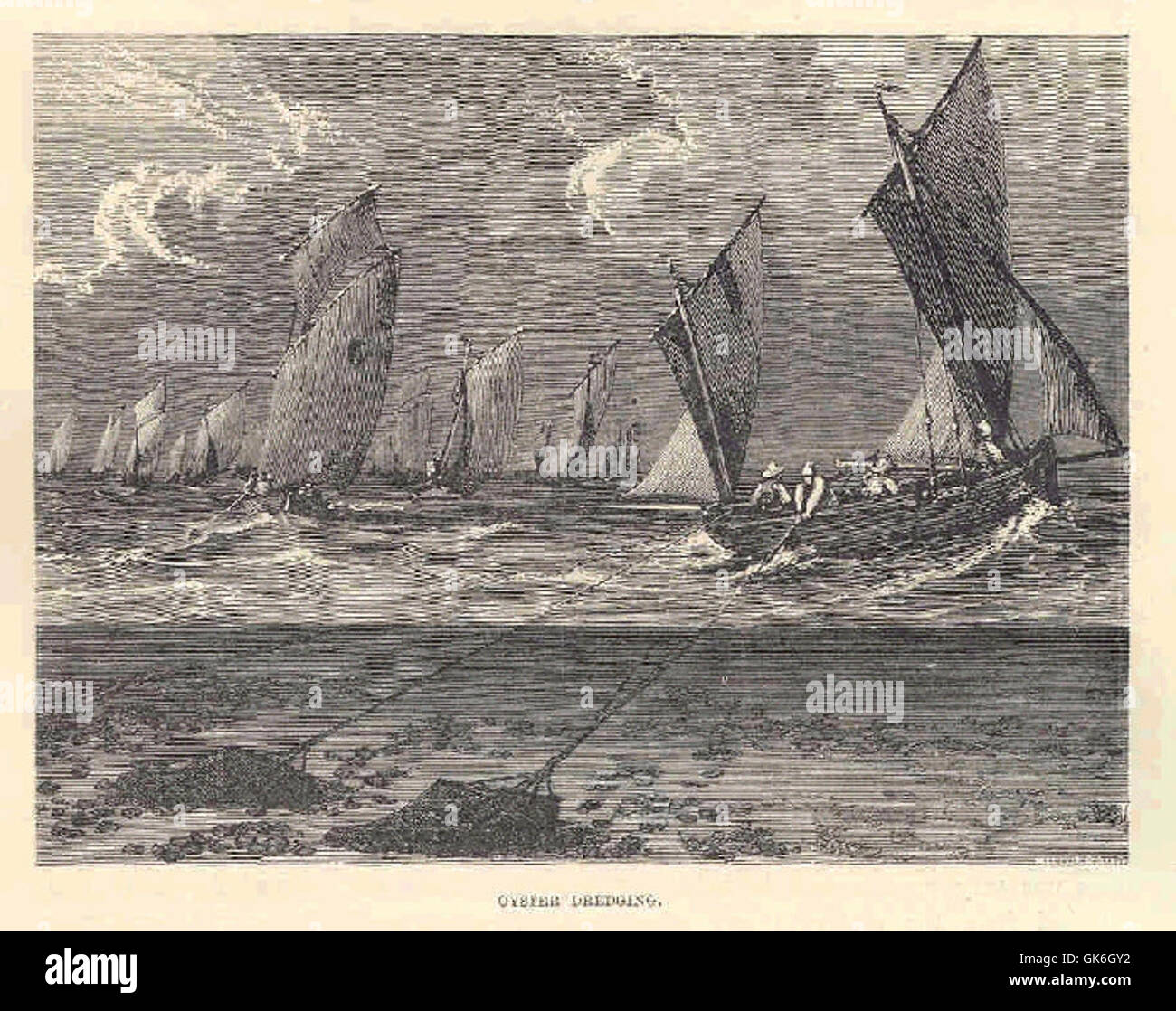 Oyster dredging in action, where a dredge is used to collect oysters ...