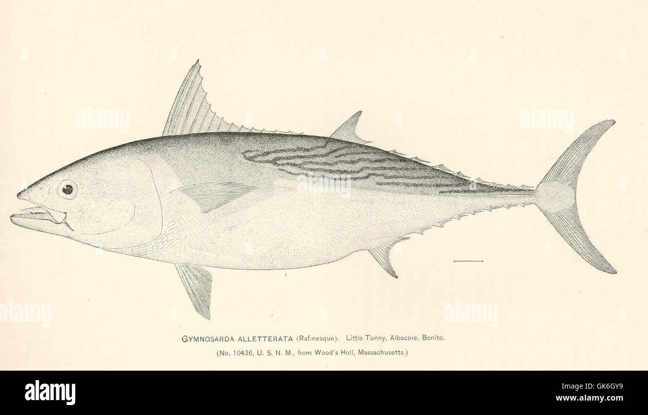 37840 Gymnosarda Alletterata (Rafinesque) Little Tunny, Albacore ...
