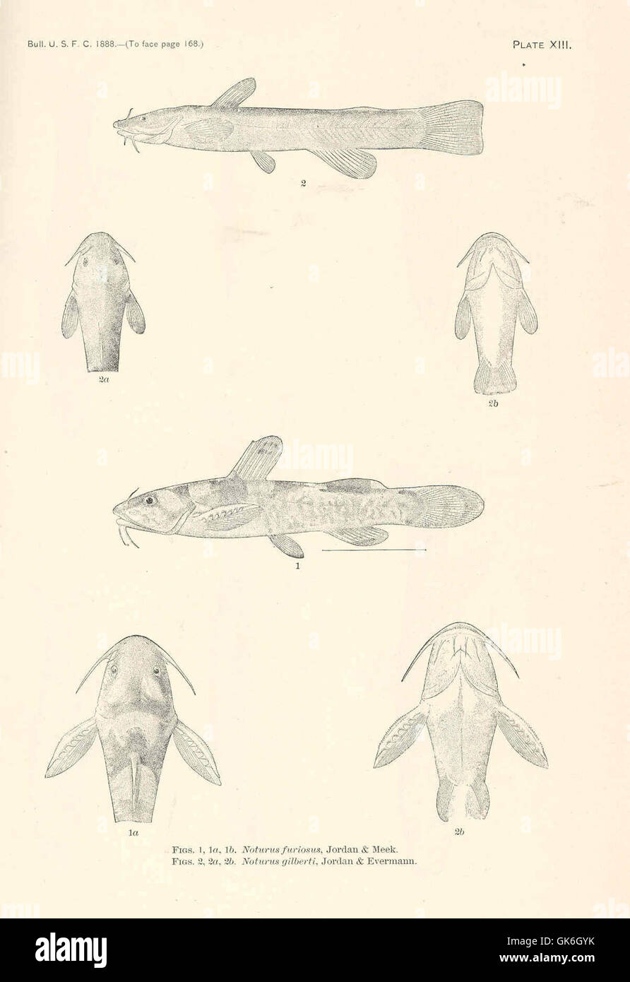The species Noturus furiosus and Noturus gilberti are shown in detailed ...
