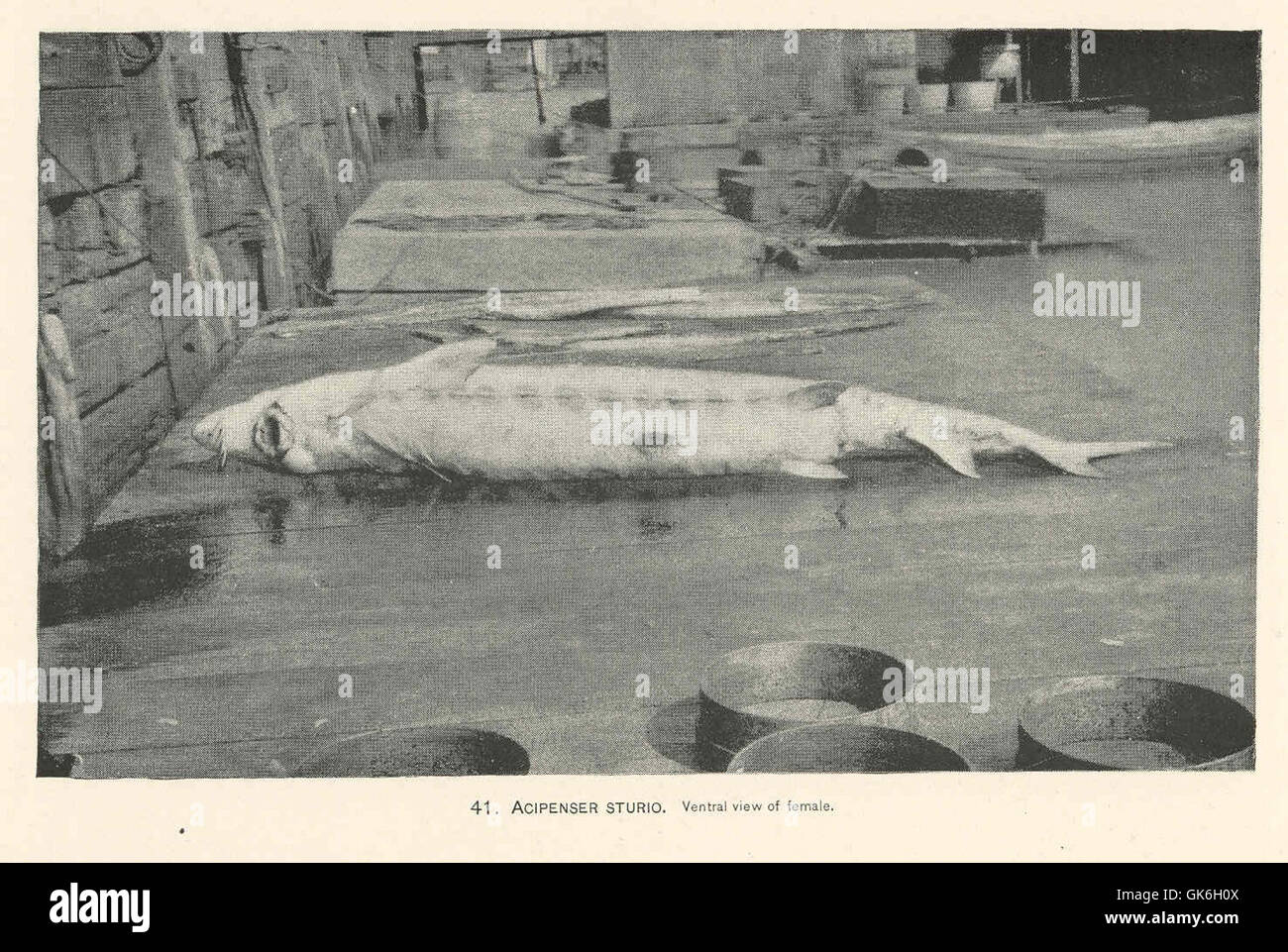 Acipenser view hi-res stock photography and images - Alamy