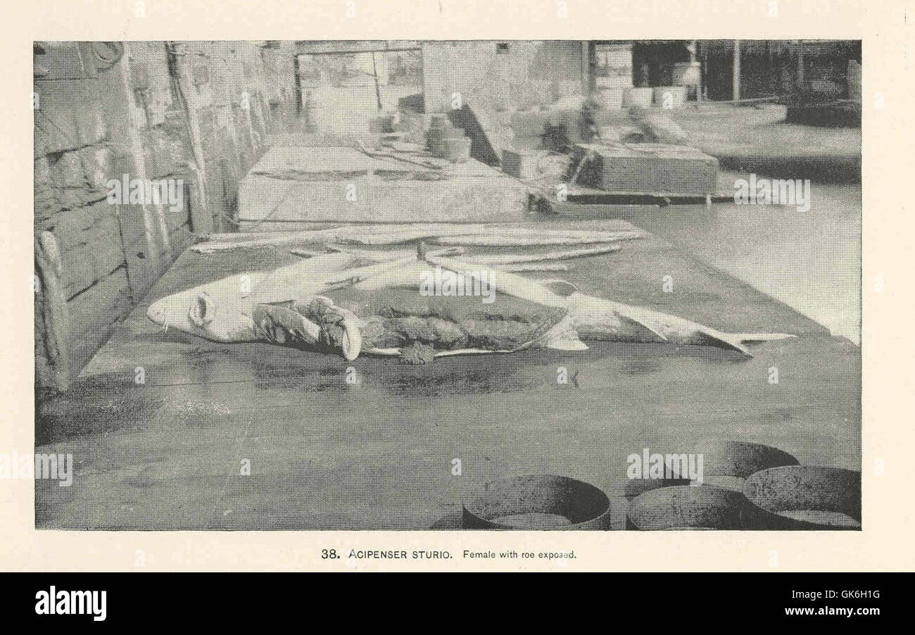 37893 Acipenser sturio Female with roe exposed Stock Photo - Alamy