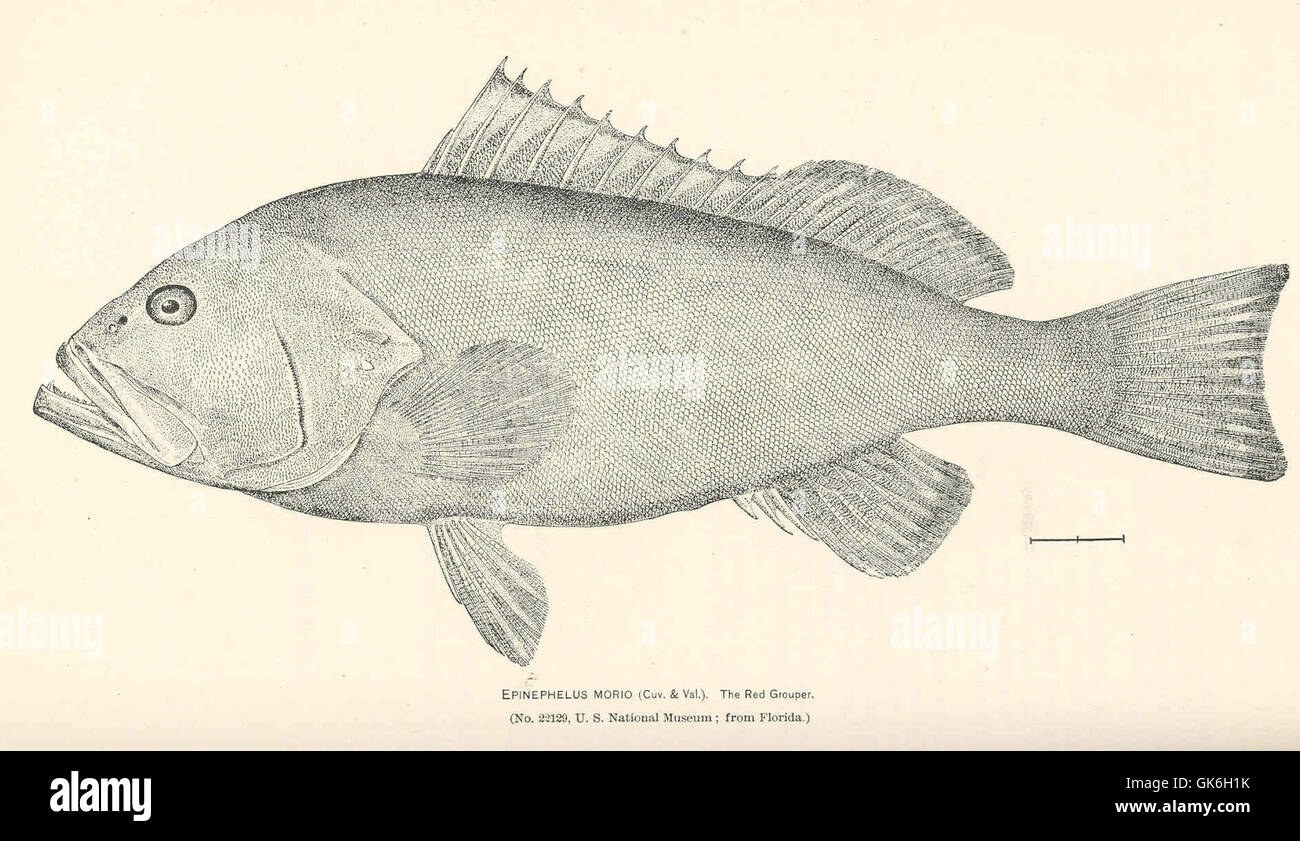Epinephelus morio hi-res stock photography and images - Alamy