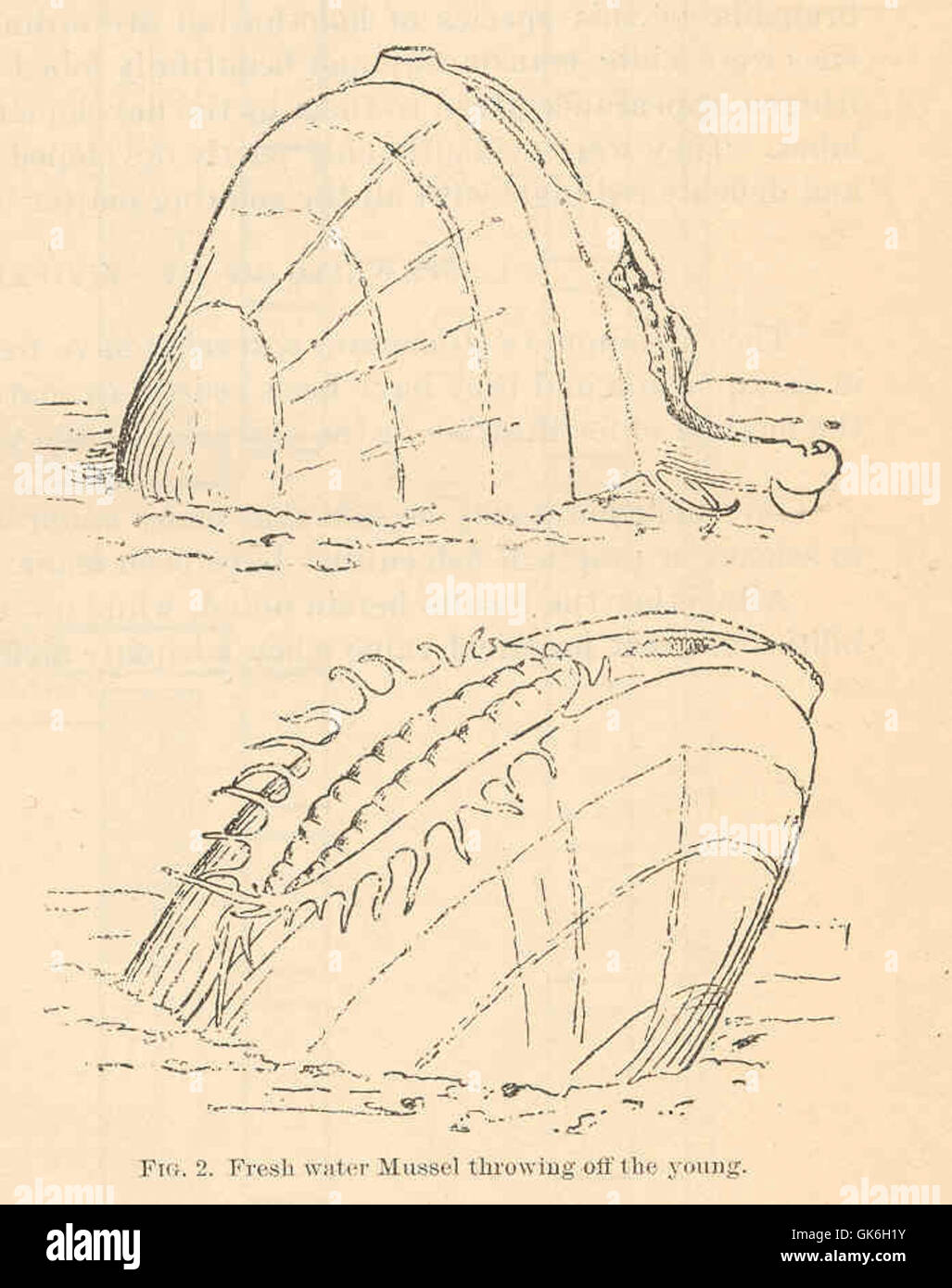Freshwater mussels, shown here releasing their young, are important ...