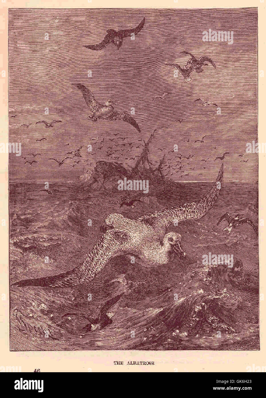 Albatross map hi-res stock photography and images - Alamy