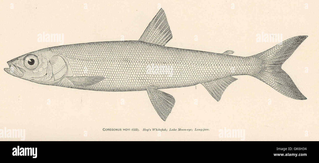Coregonus hoyi, also known as Hoy's whitefish, is a species native to ...