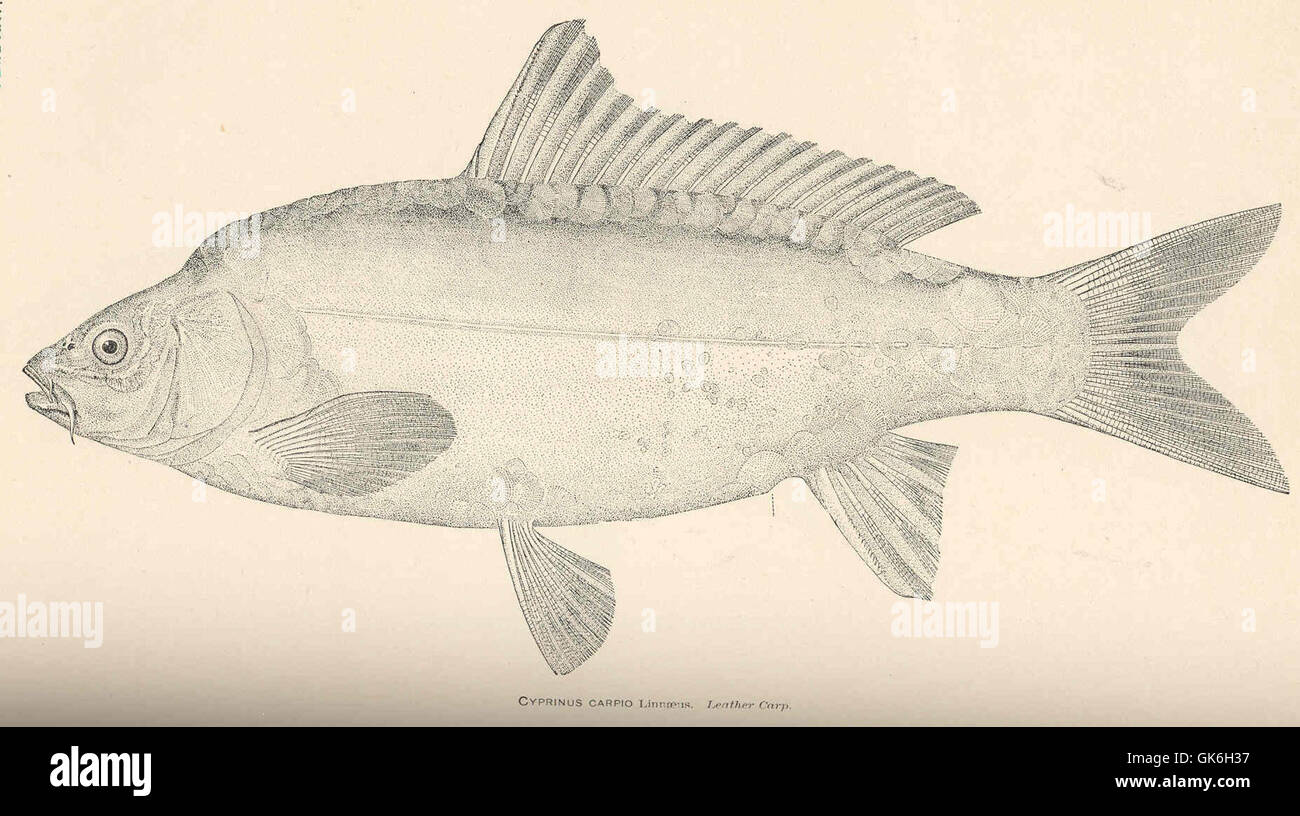 The Leather Carp (Cyprinus carpio) is a variety of common carp known ...