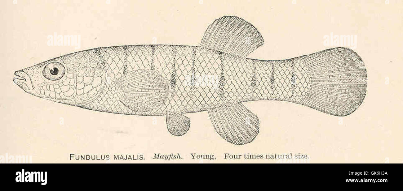 Fundulus majalis, commonly known as the Mayfish, is a species of small ...