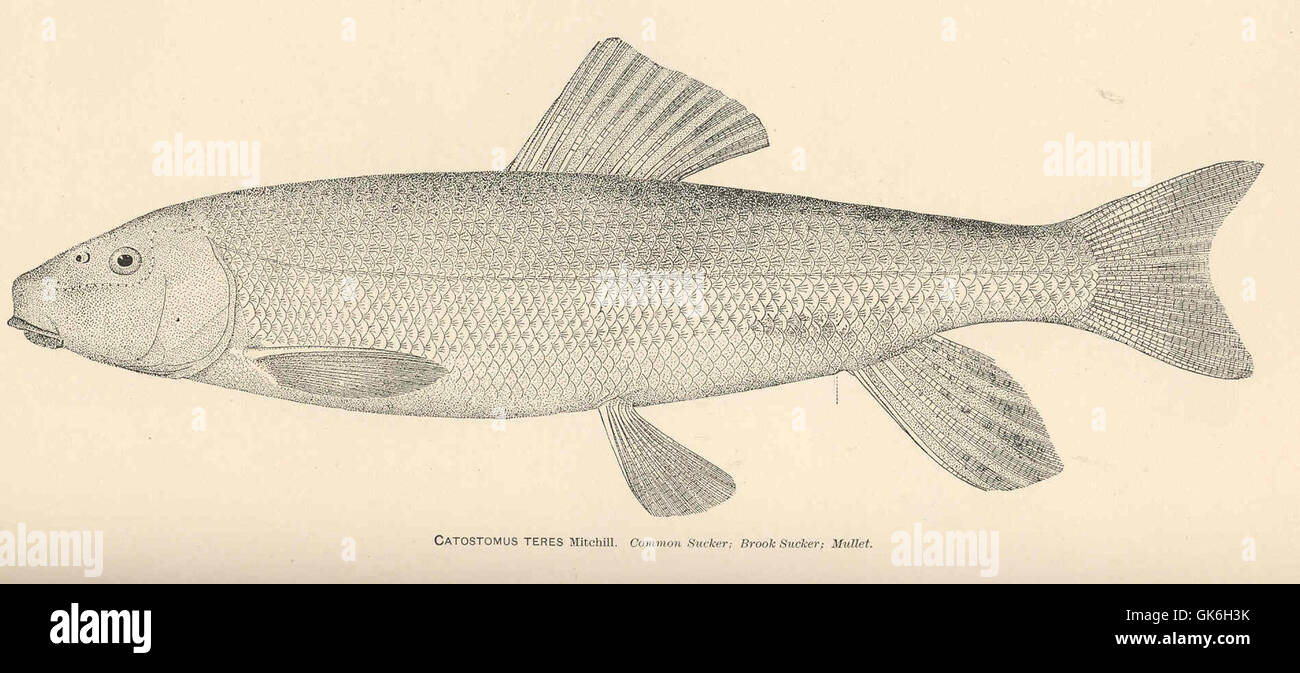 Common sucker hi-res stock photography and images - Alamy