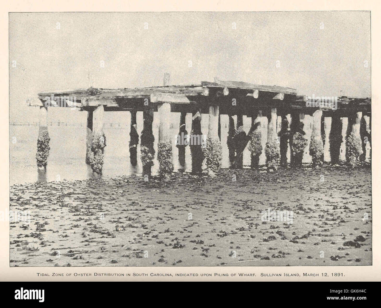 This map shows the oyster distribution zone in South Carolina ...