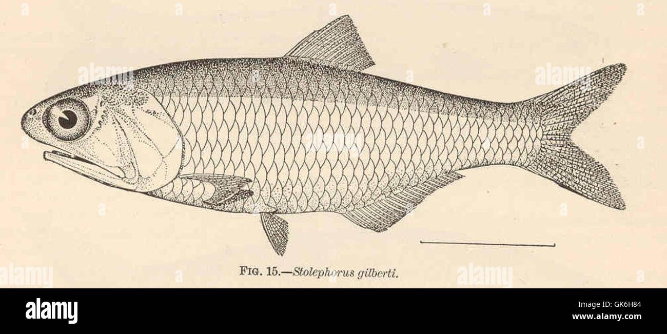 Stolephorus High Resolution Stock Photography and Images - Alamy