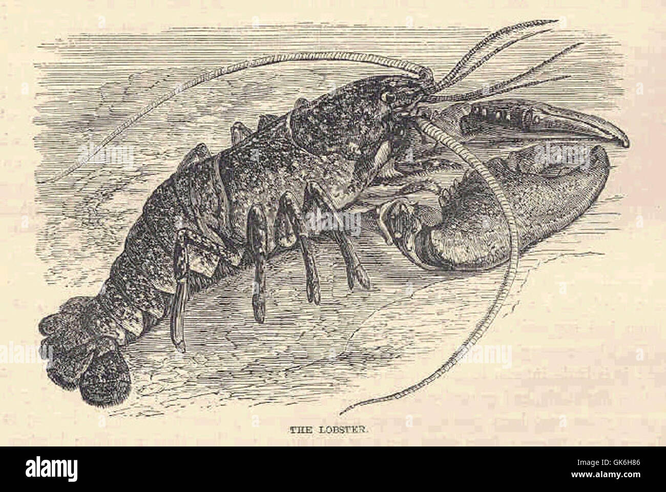 Marine organisms exoskeleton hi-res stock photography and images - Alamy