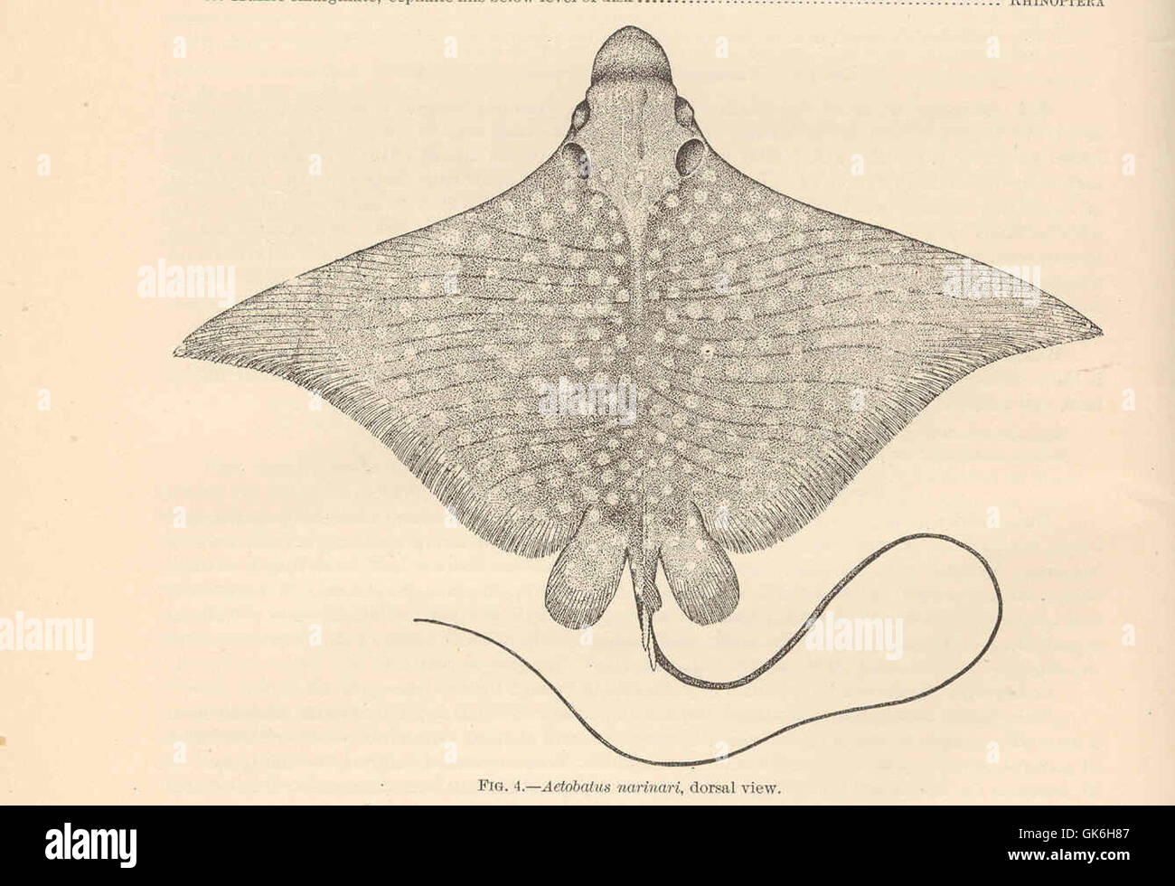 Unique dorsal pattern hi-res stock photography and images - Alamy